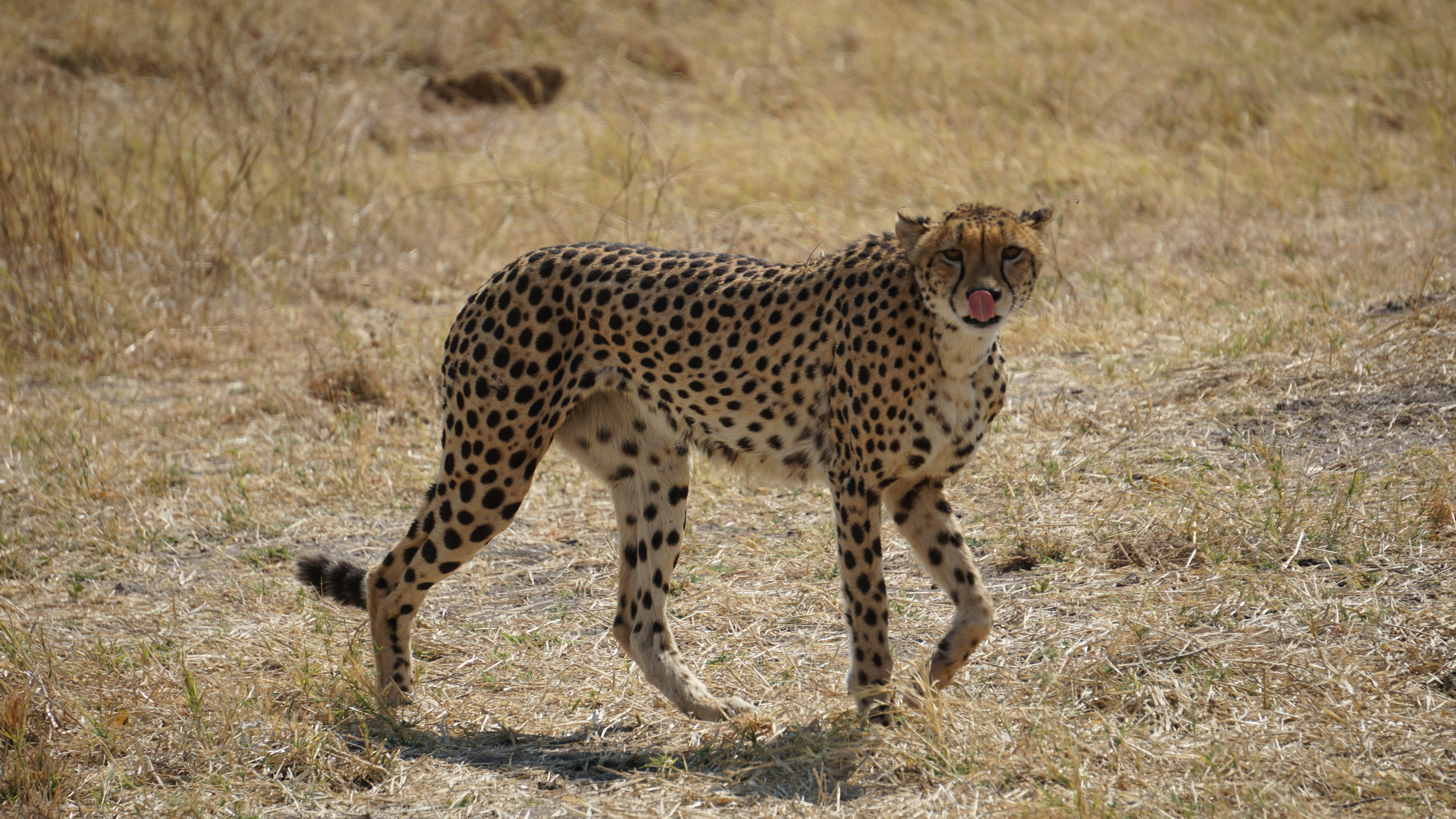 Cheetah on the Dry Savanna:Alert Posture Between Grass Stalks