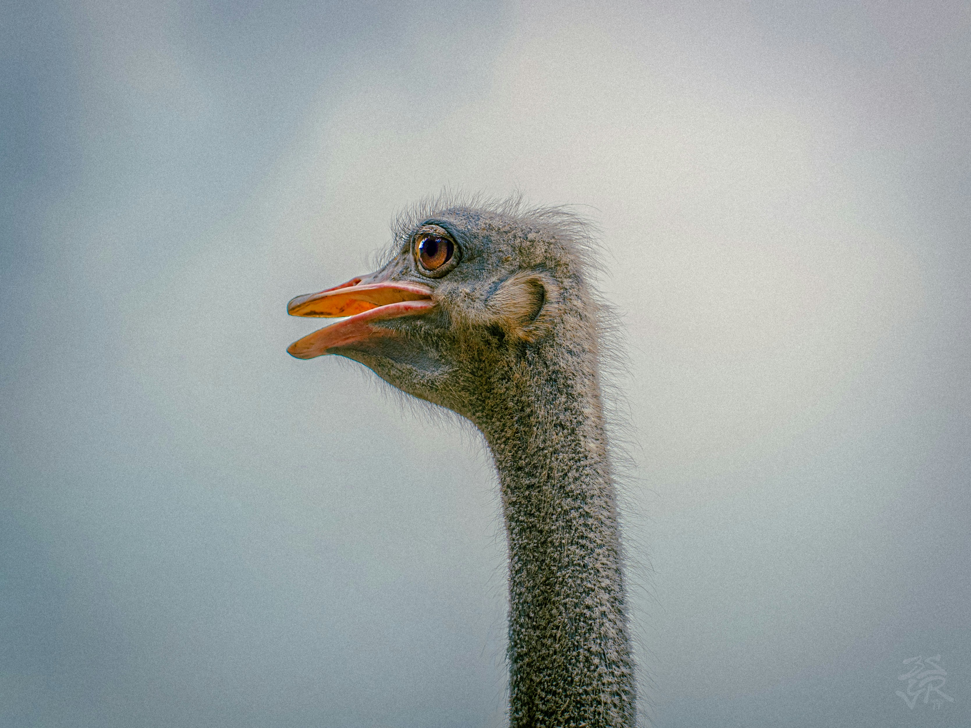 Above the Blue Horizon: An Ostrich Gaze