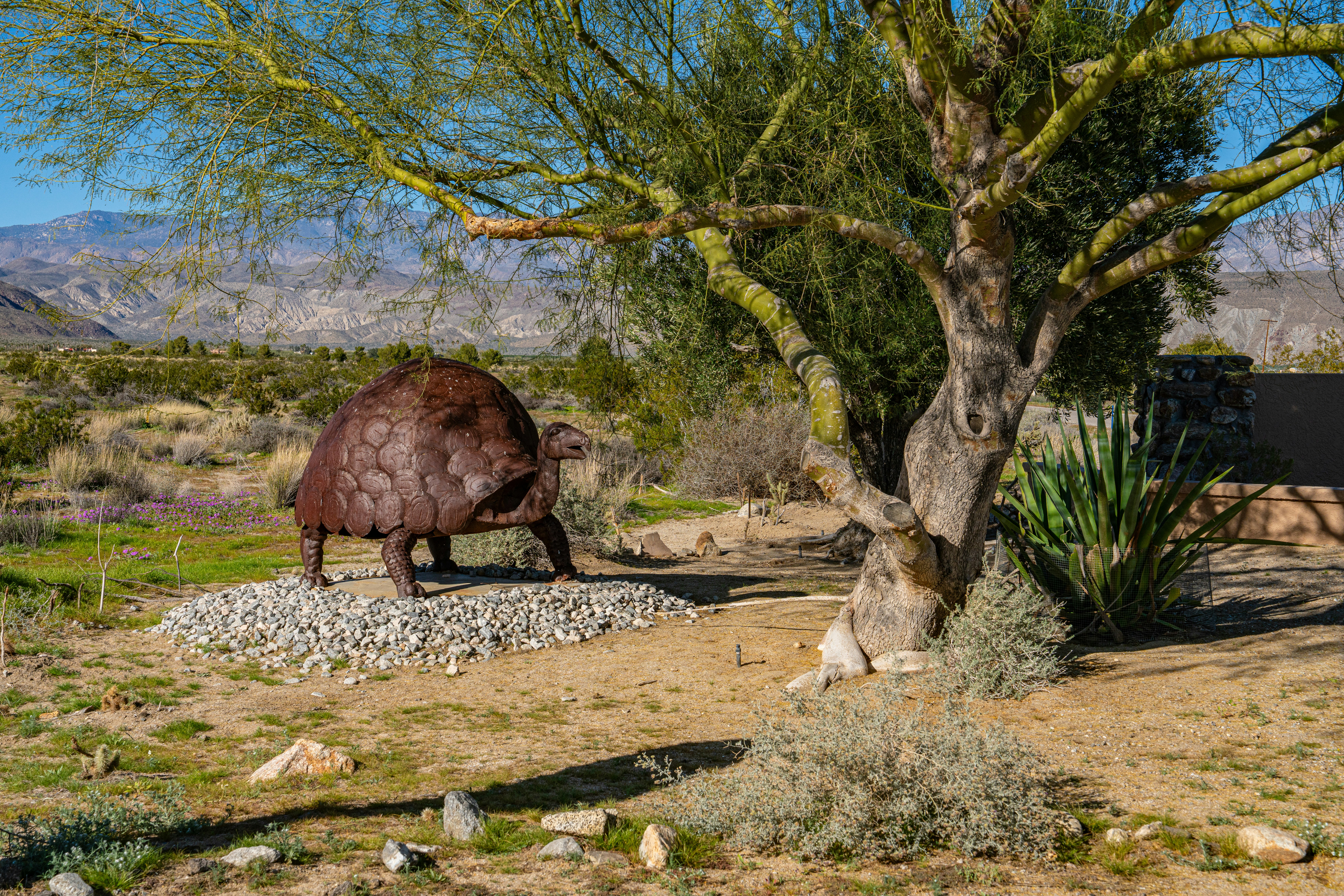 Desert Dino: An Ankylosaurquiet in a Sunlit Yard