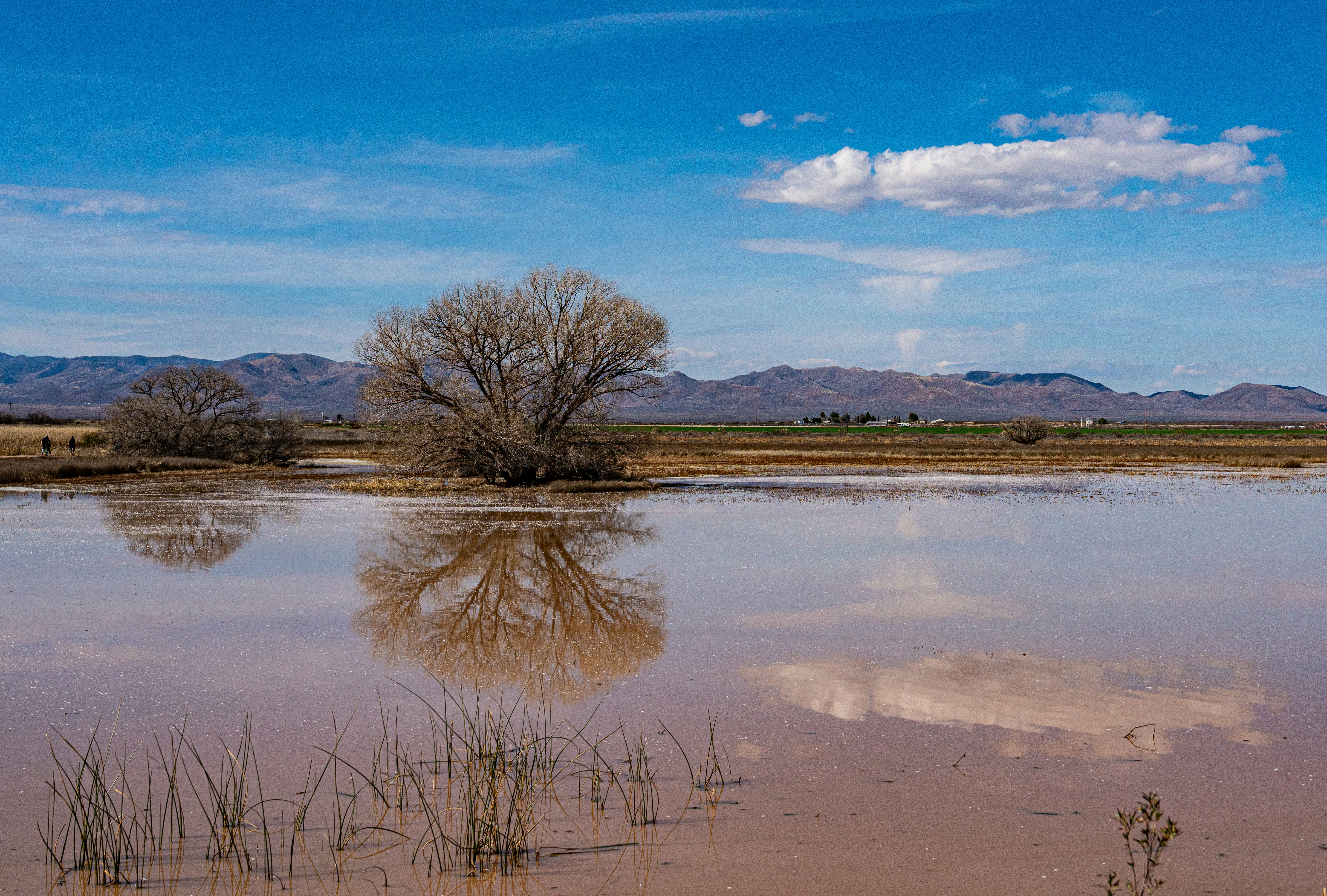 Reflected Solitude: A Lone Tree Anchoring a Salt-Flat Mirror