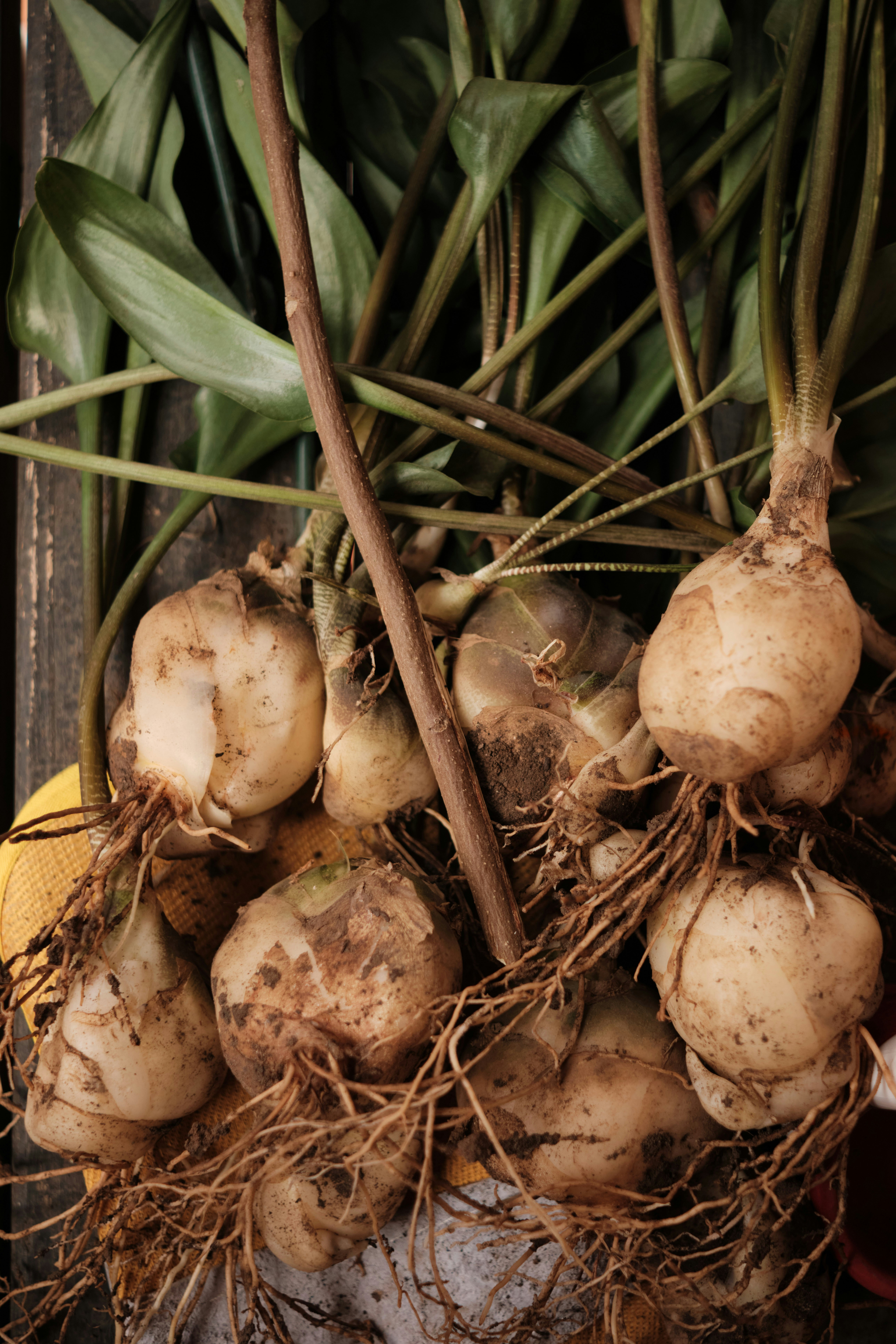 Earthy Harvest: A Tangle of Rutabagas and Roots