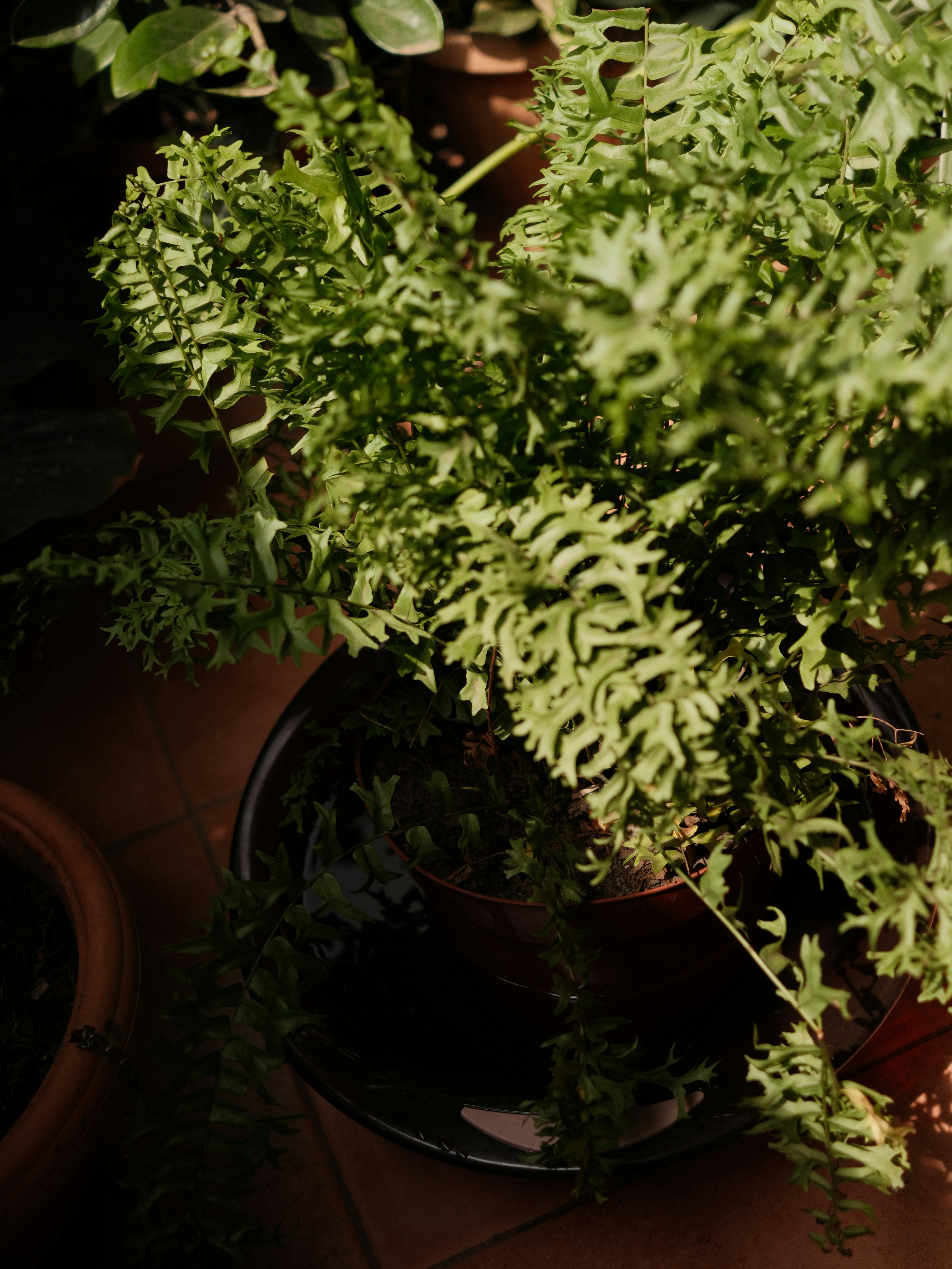 Fern-framed Balcony Greenscape