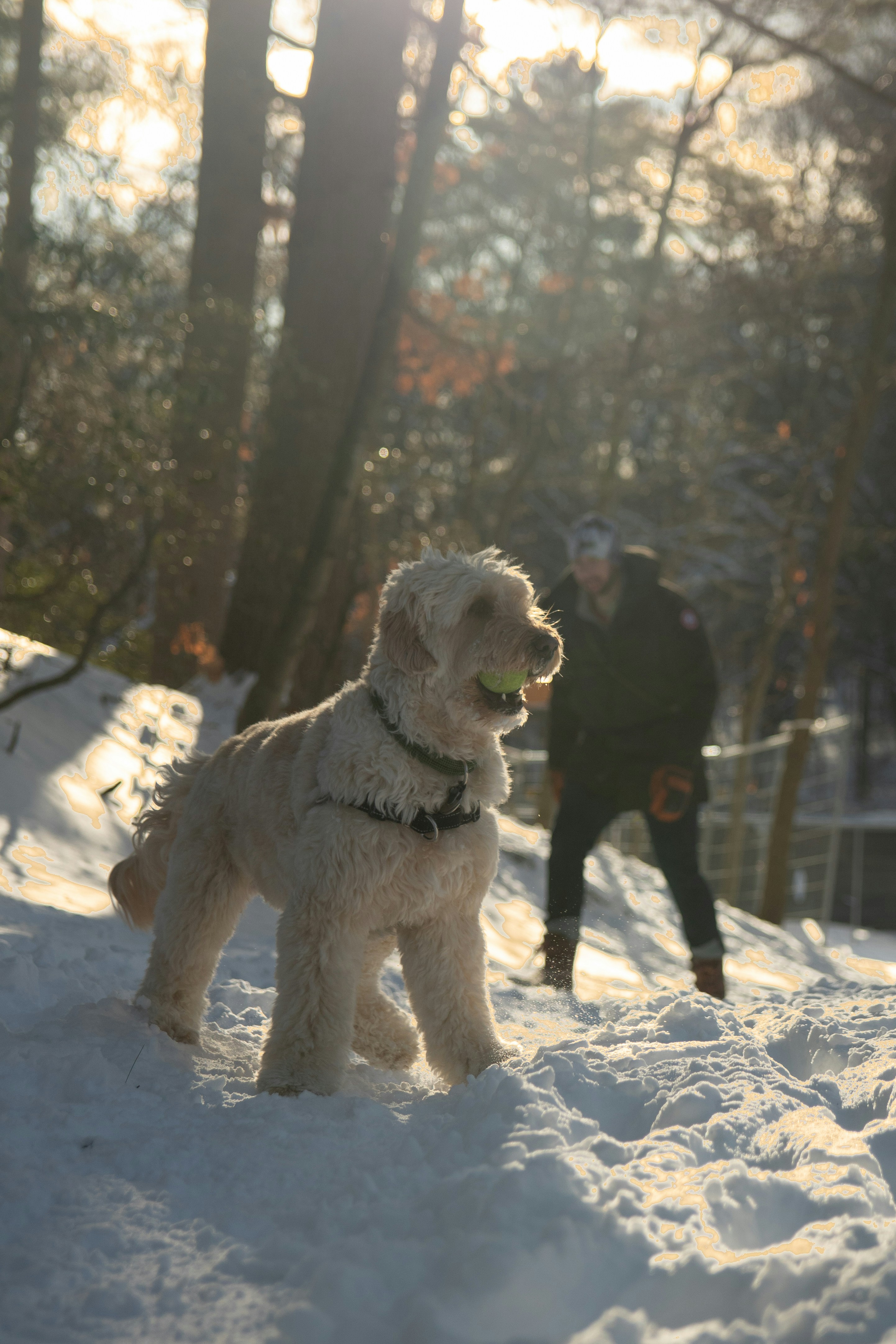 Snowbound Fetch: A dog in the foreground with a jogger in the woods