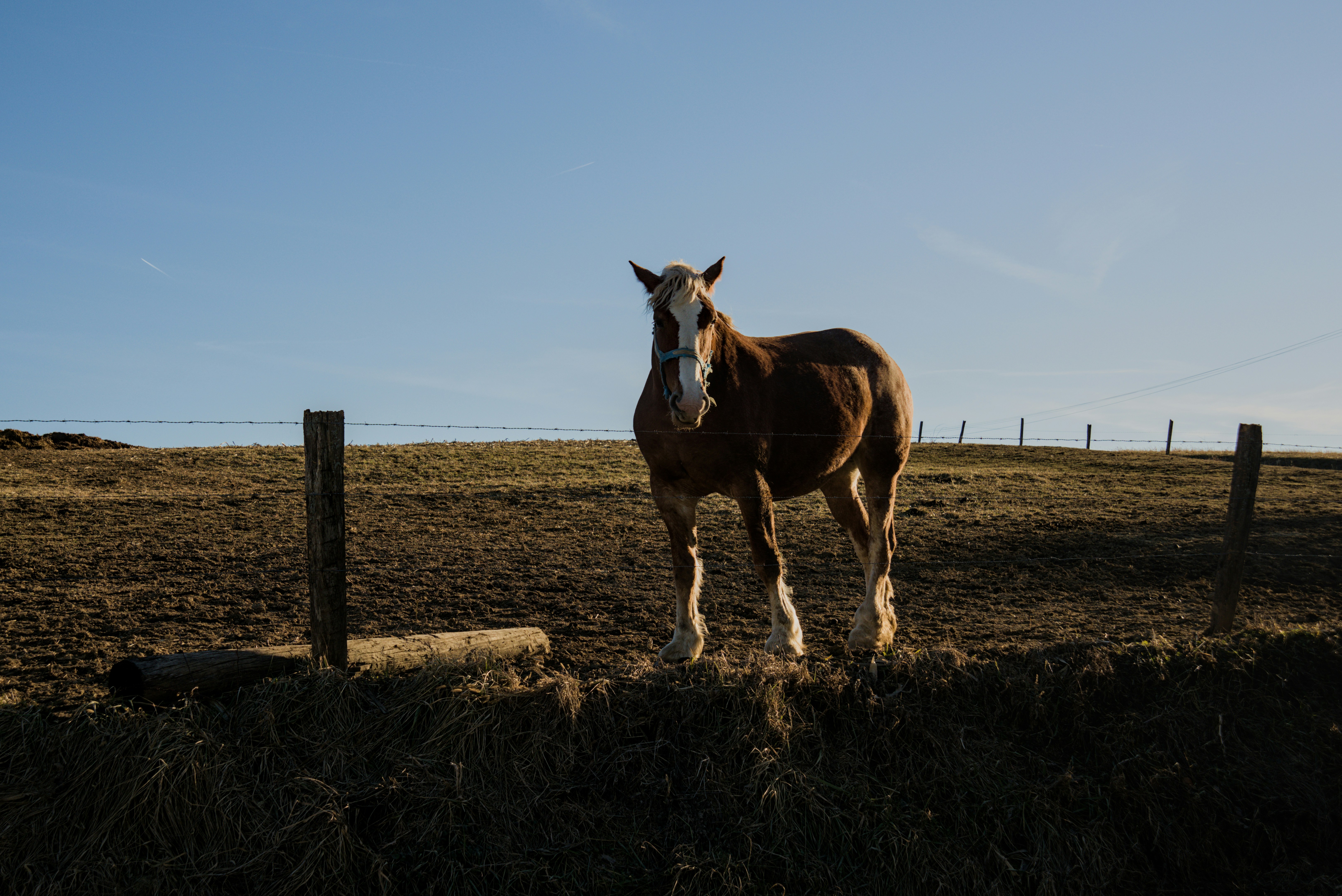 Rural Portrait: A Lone Horse Watches Over the Fenced Horizon