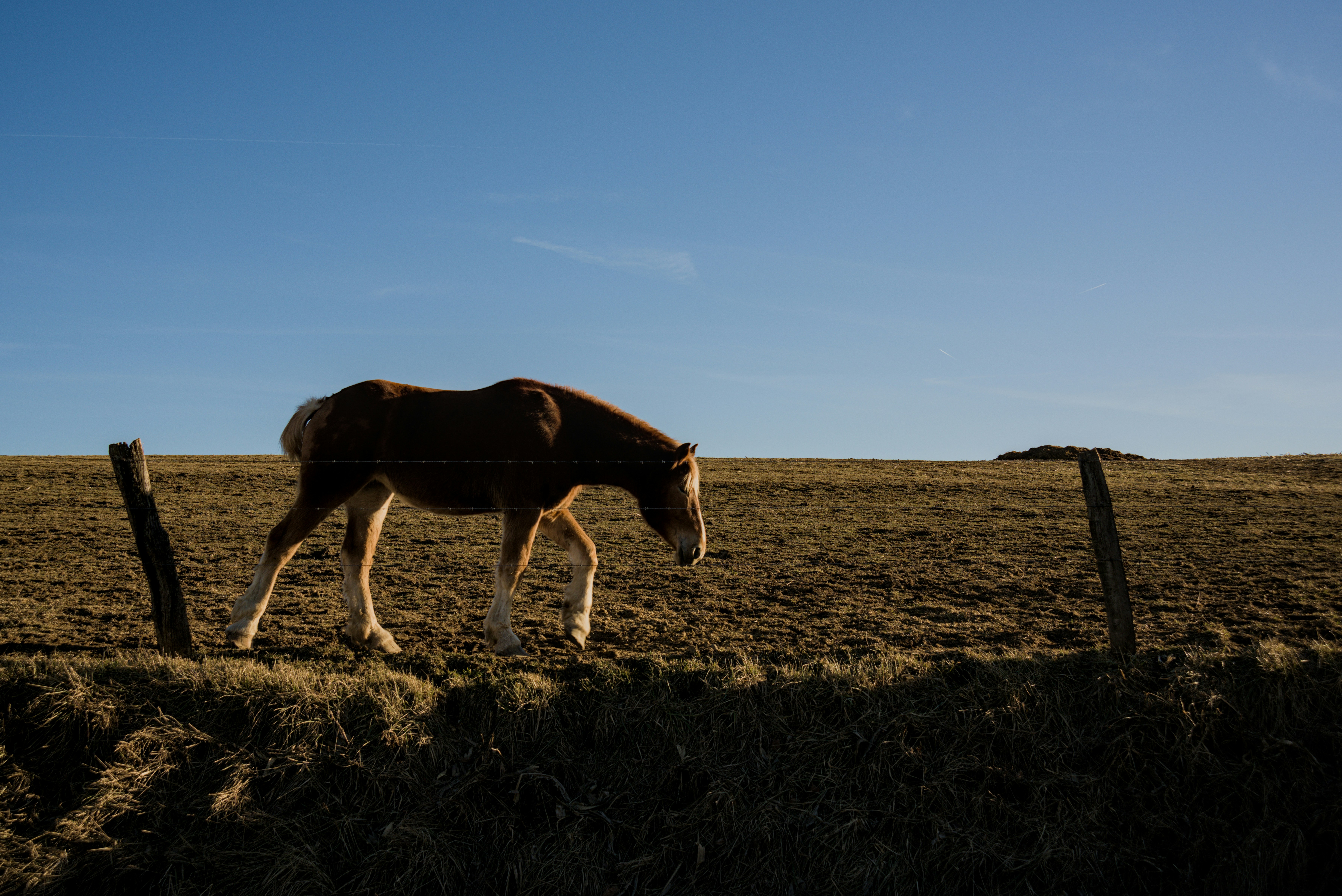 Lonely Horse Crossing the Faded Field Under a Wide Blue Sky
