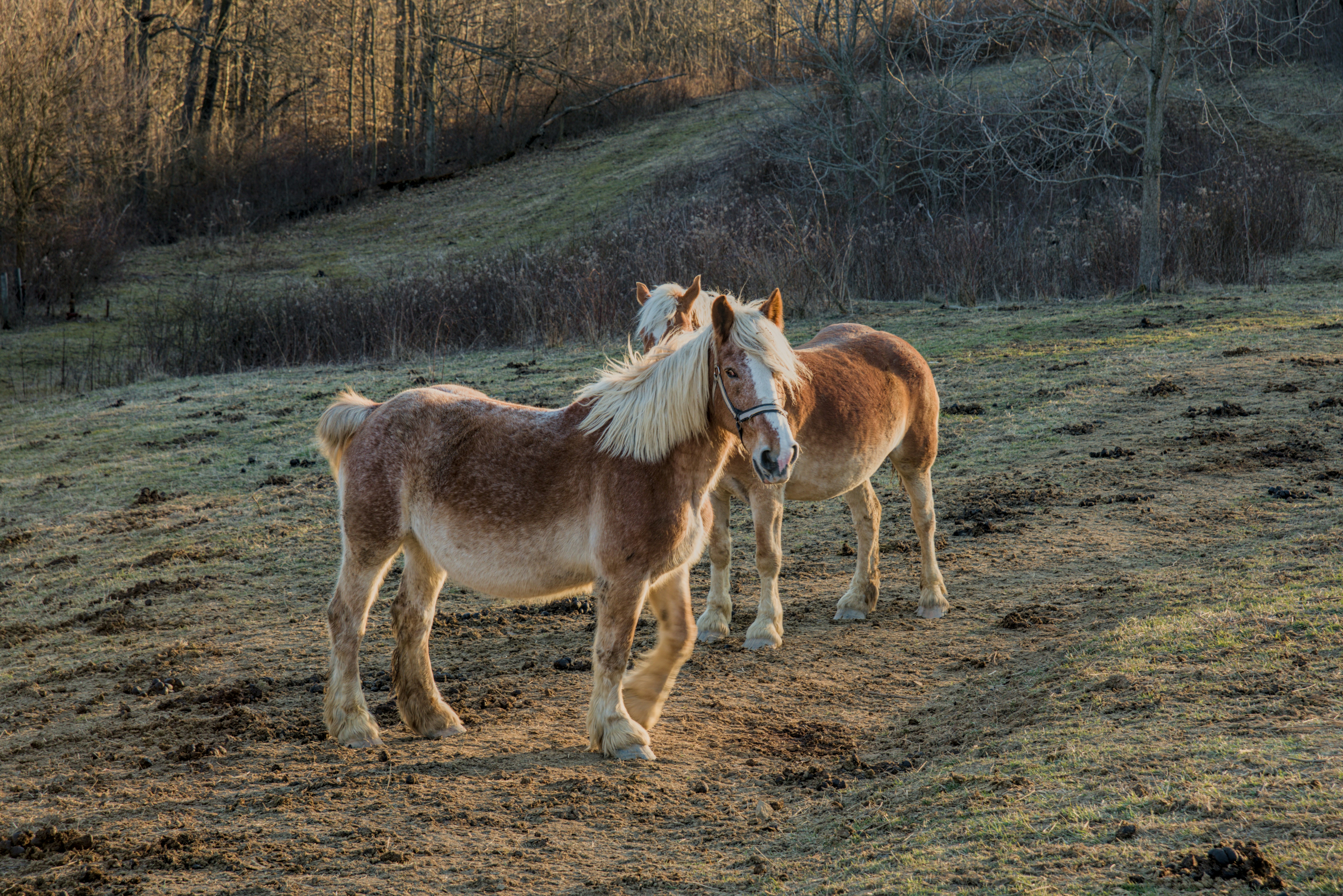 Pasture Companions: Two Palomino Horses Rest in Evening Light