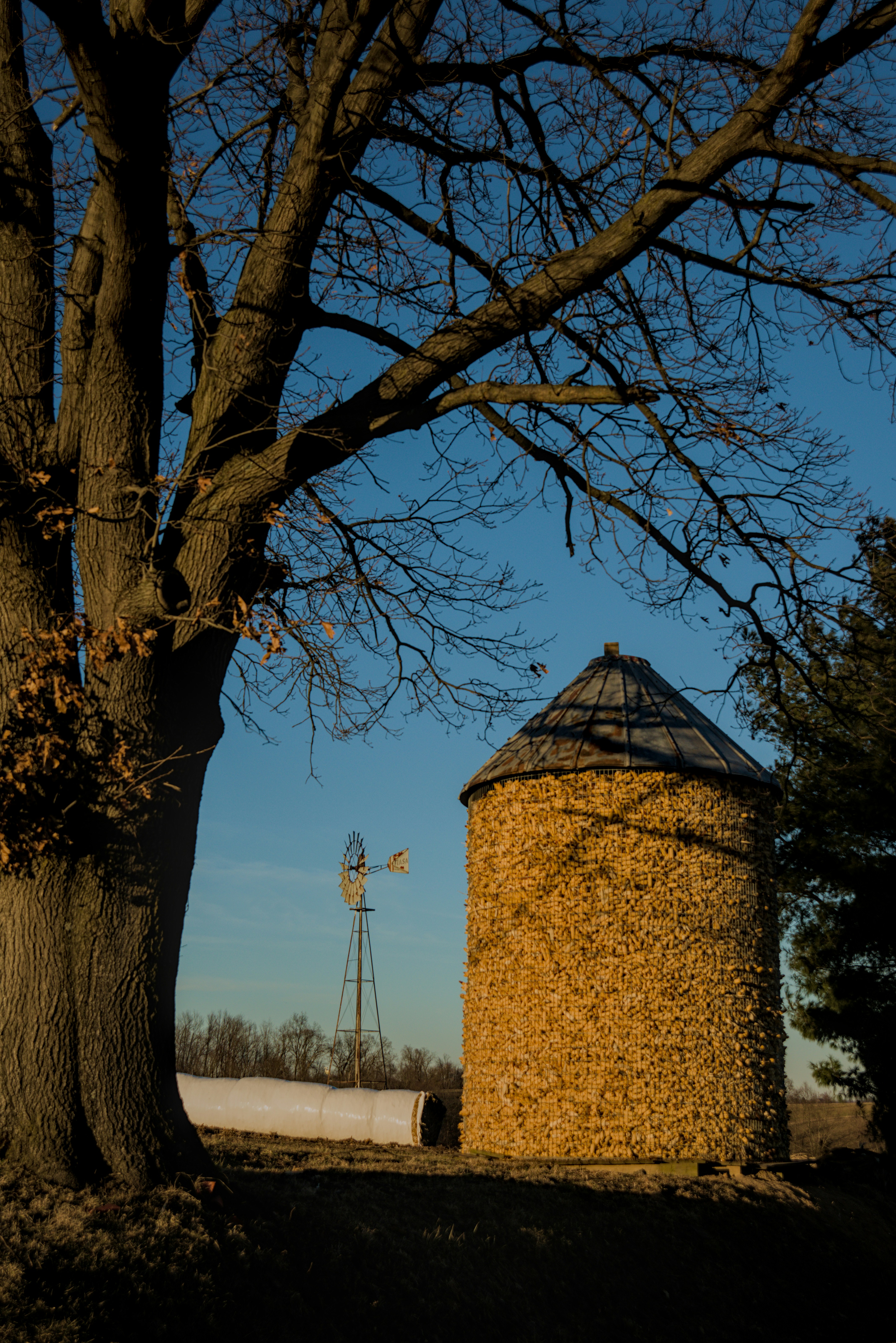 Sunlit Silo Under a Branching Sky