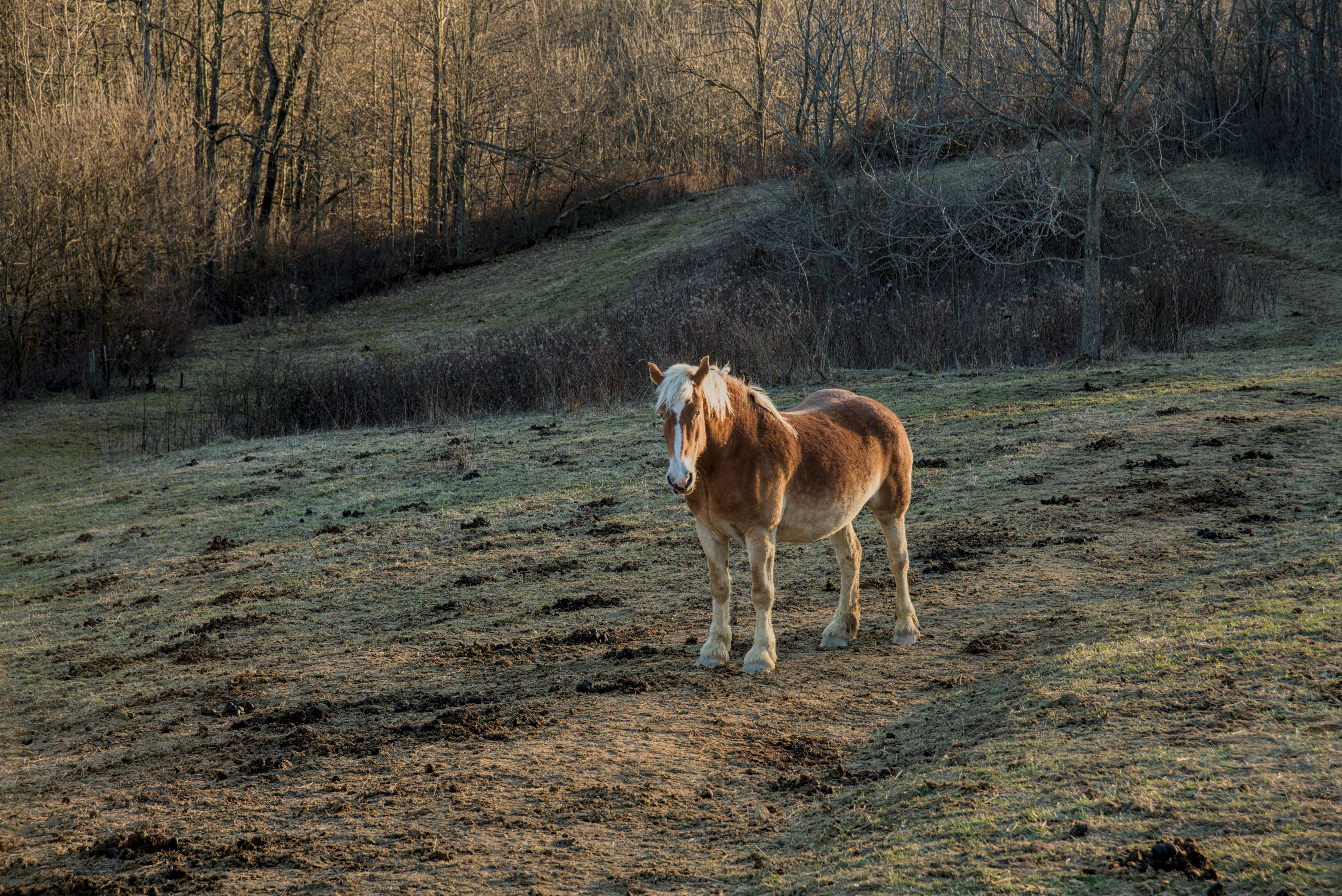 Alone in the Orchard: A Pony Stands Amid Bare Hills