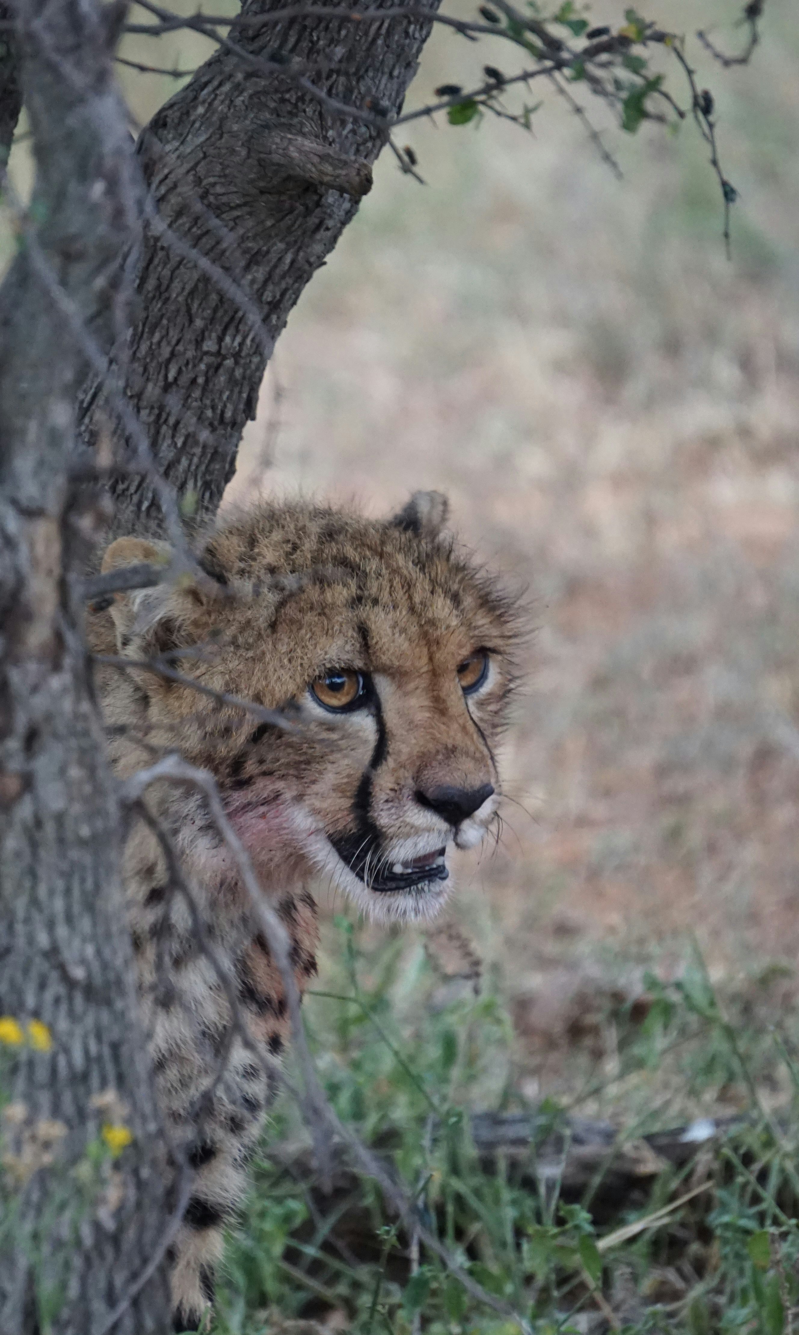 Hidden Eye of the Savannah: A Lion Cub Peeks from Beneath the Trunk