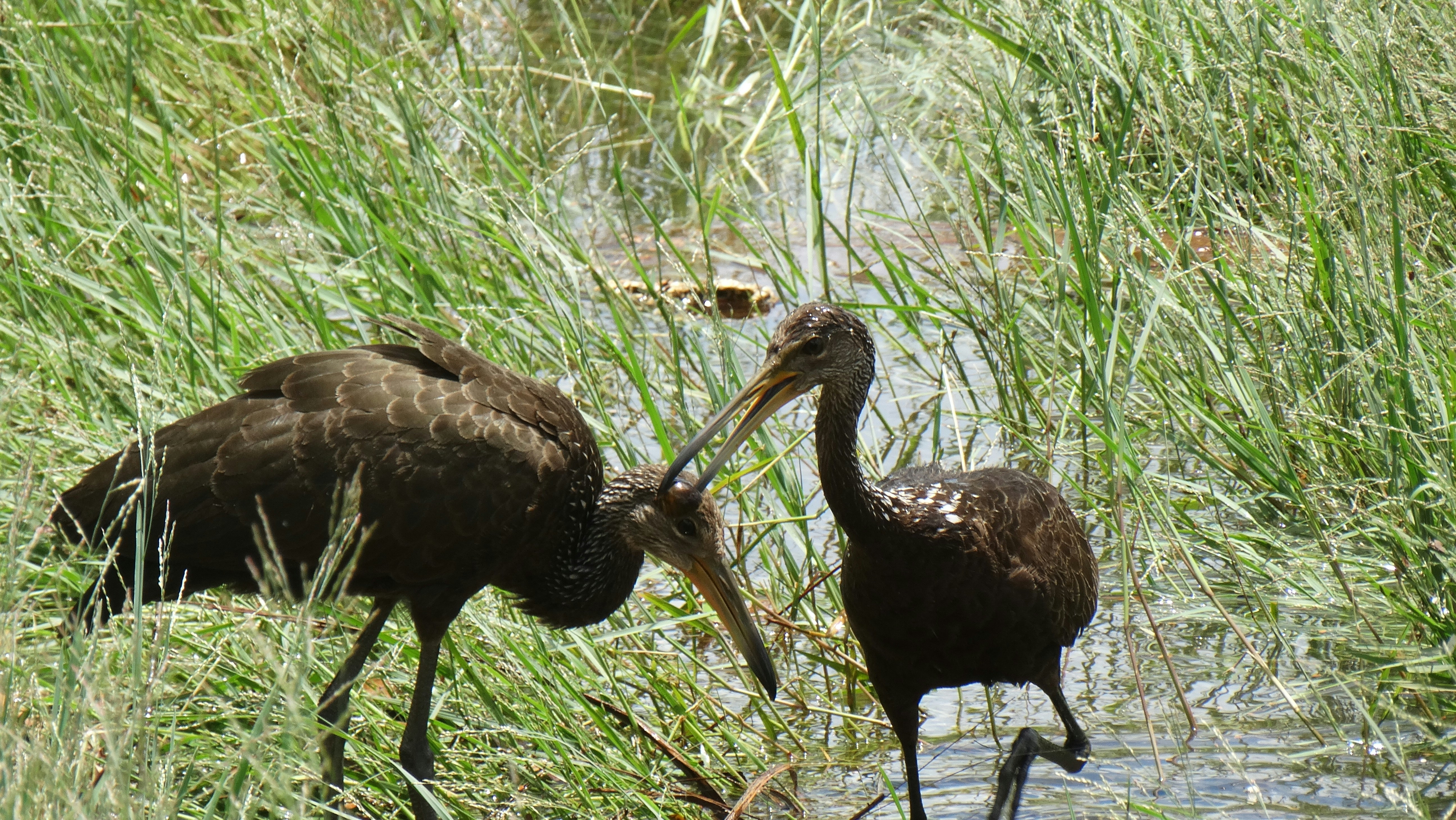 Crossed Beaks in Reedy Stillness