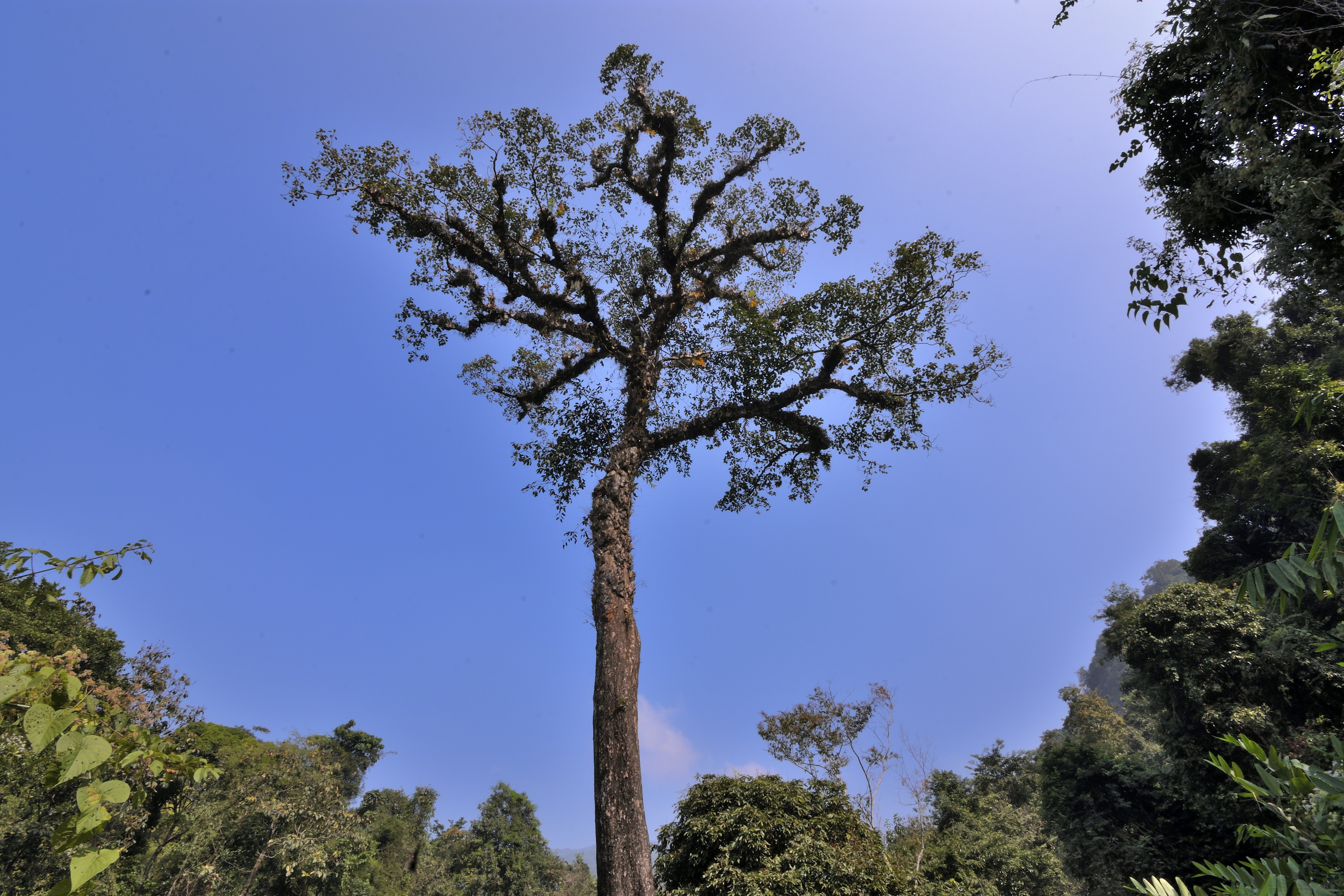 Skyward Sentinel: A Lone Tree Rises Over a Jungle Canopy