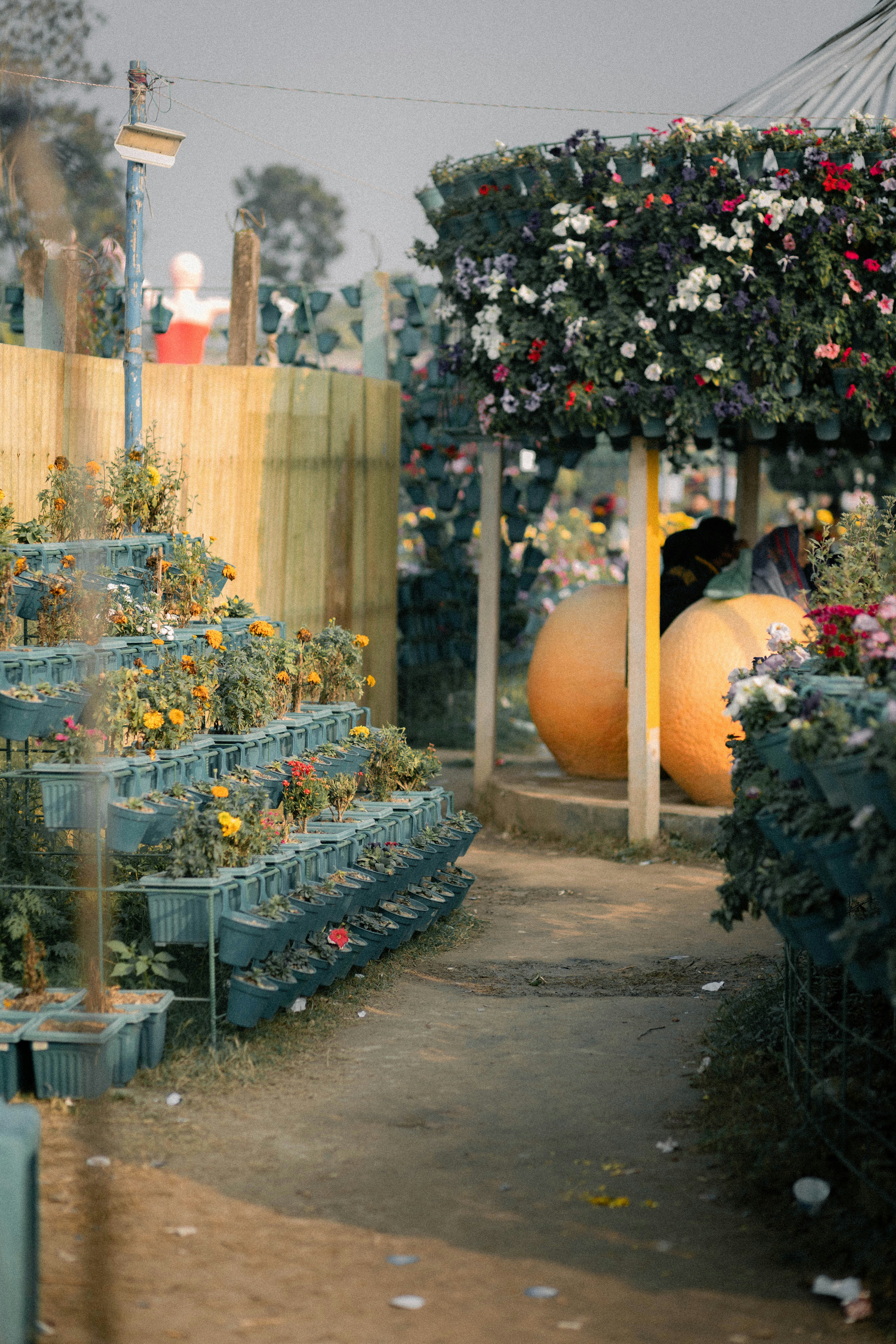 Sunlit Market Aisle of Potted Blooms and Orangish Orbs