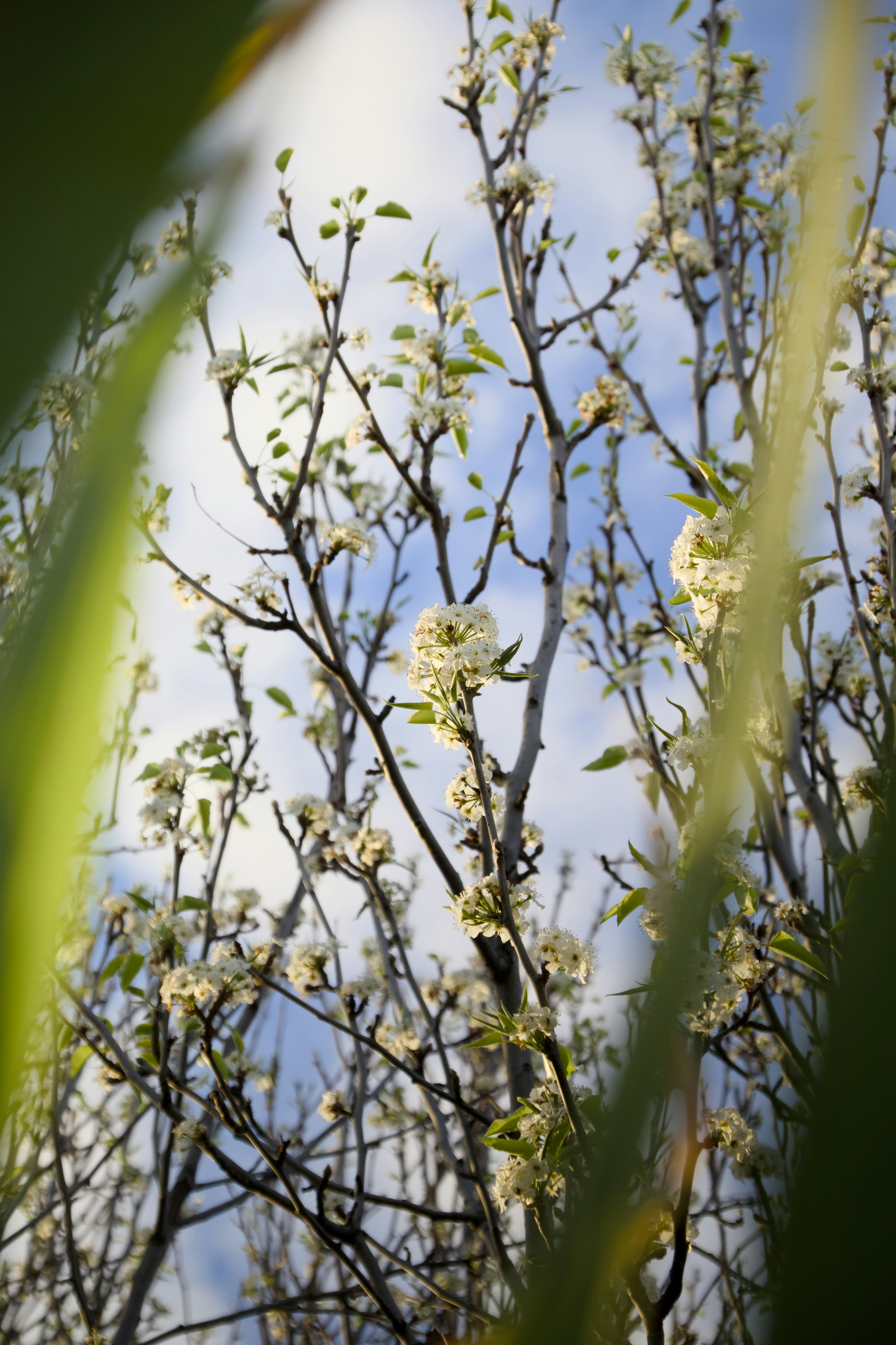 Blossoms Beyond the Frame: A Spring Sky through Branches