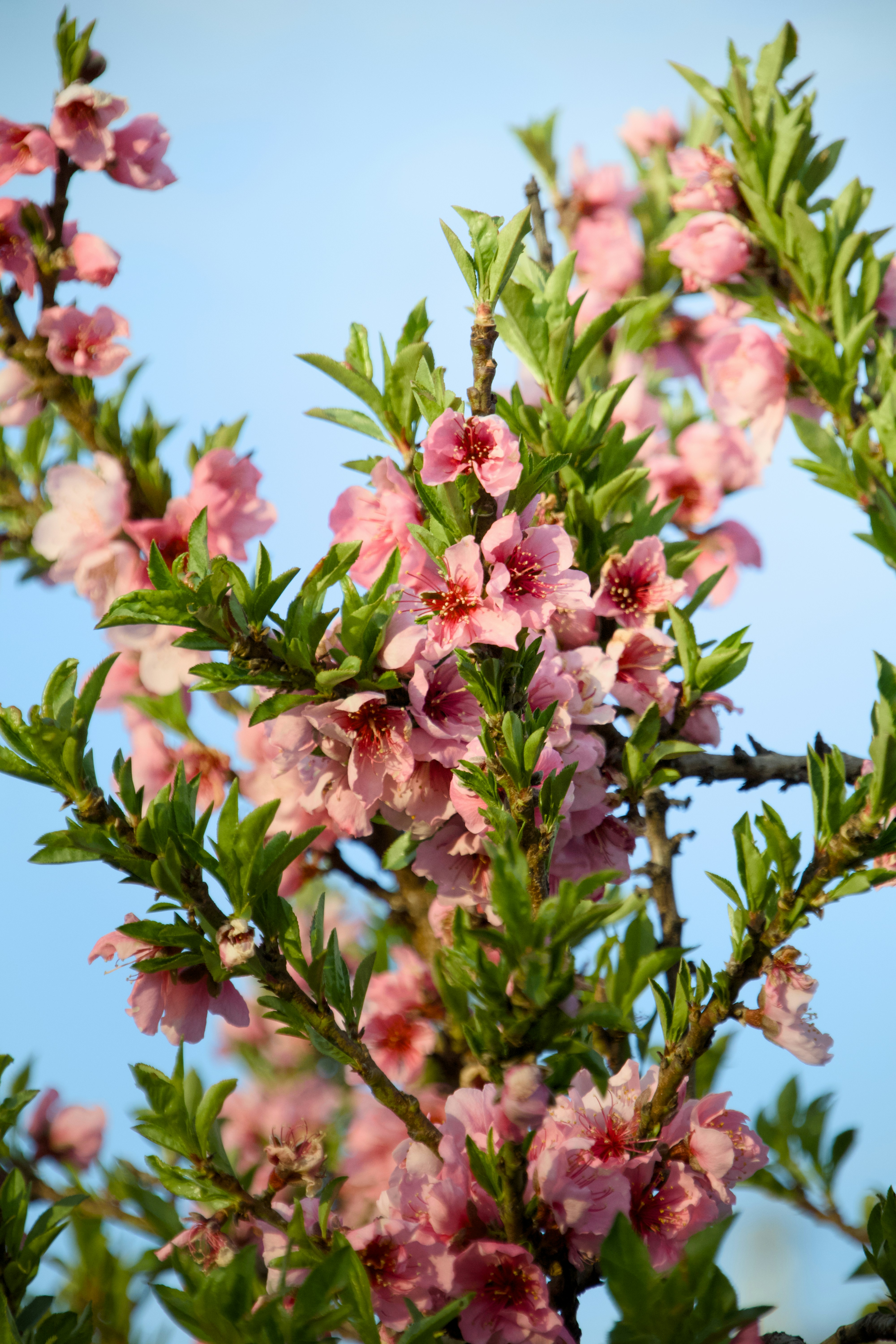 Blossoms in a Sunlit Sky: A Pink Cascade of Spring