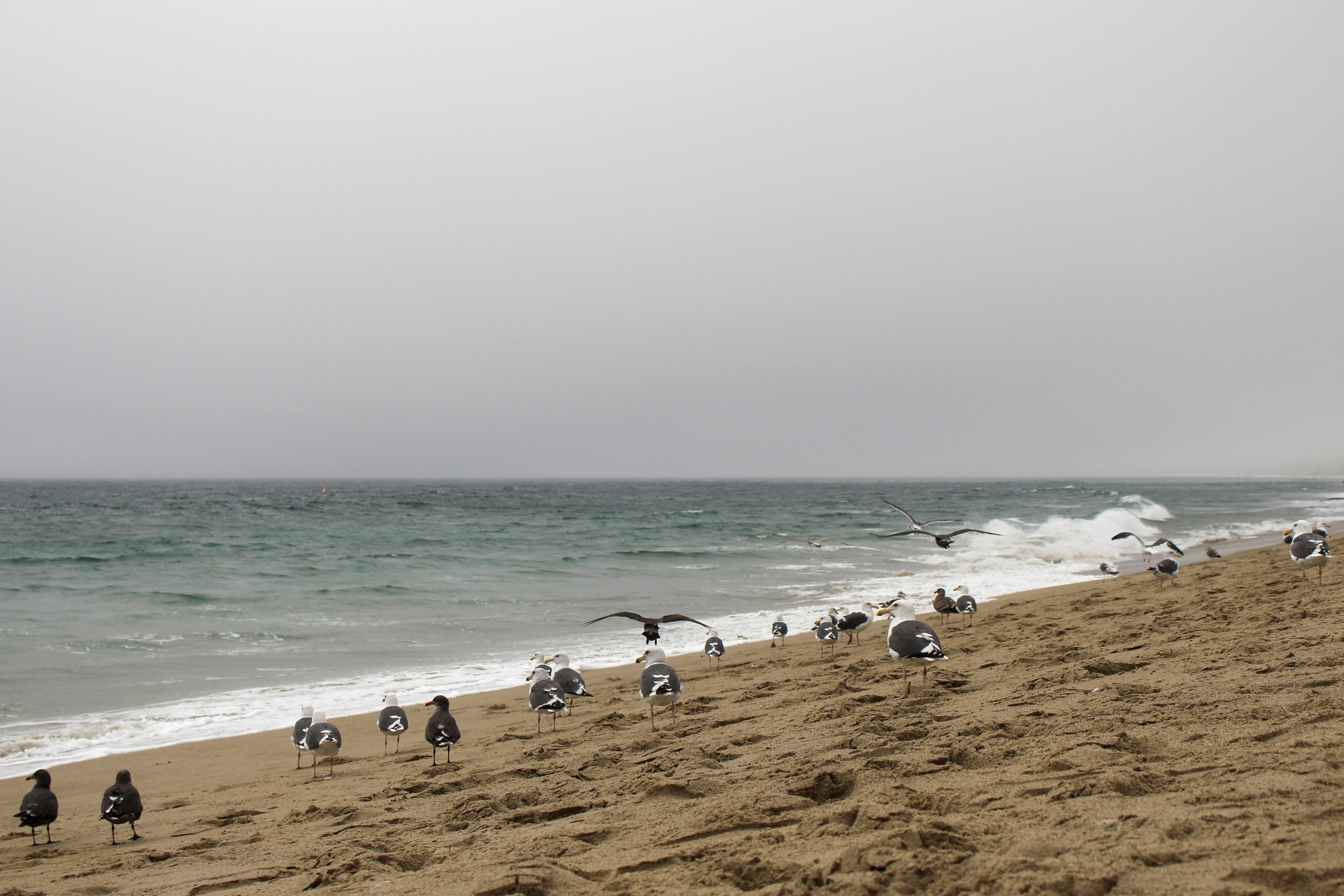 Seabird Parade on a Quiet Dune