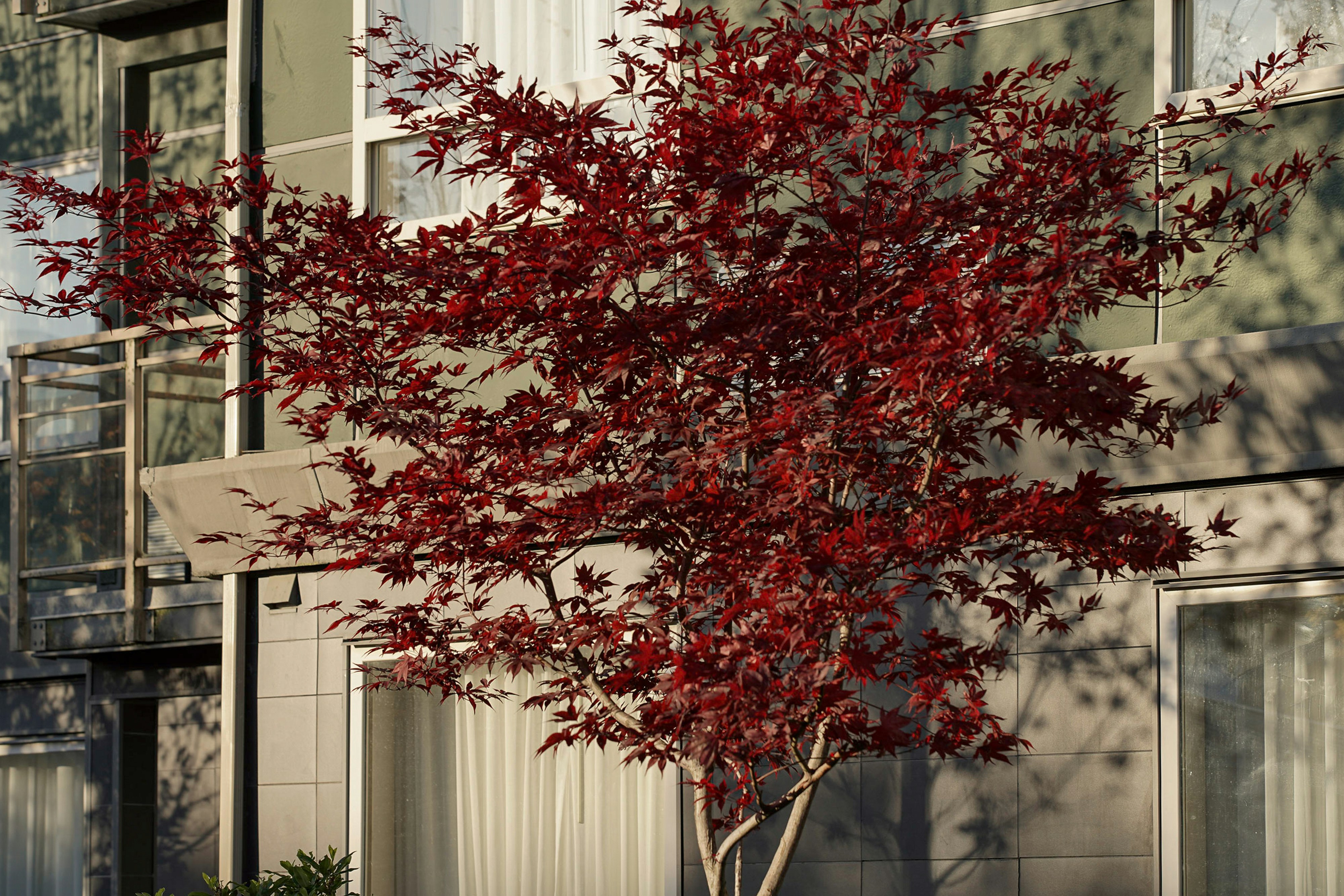 Crimson Foliage Against Urban Facade