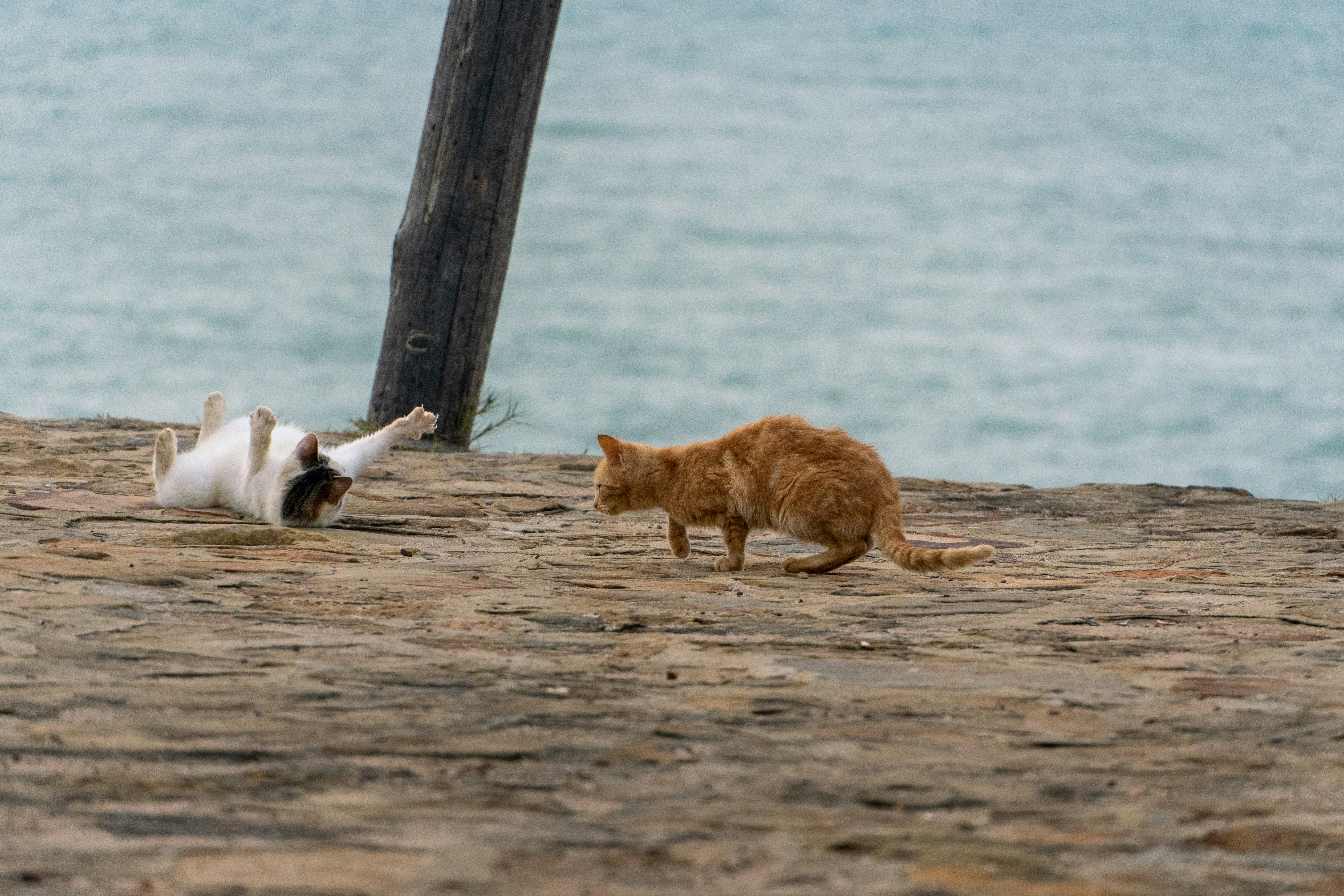 Two Harbor Cats on a Weathered Pier: White Acrobat vs. Ginger Stalker