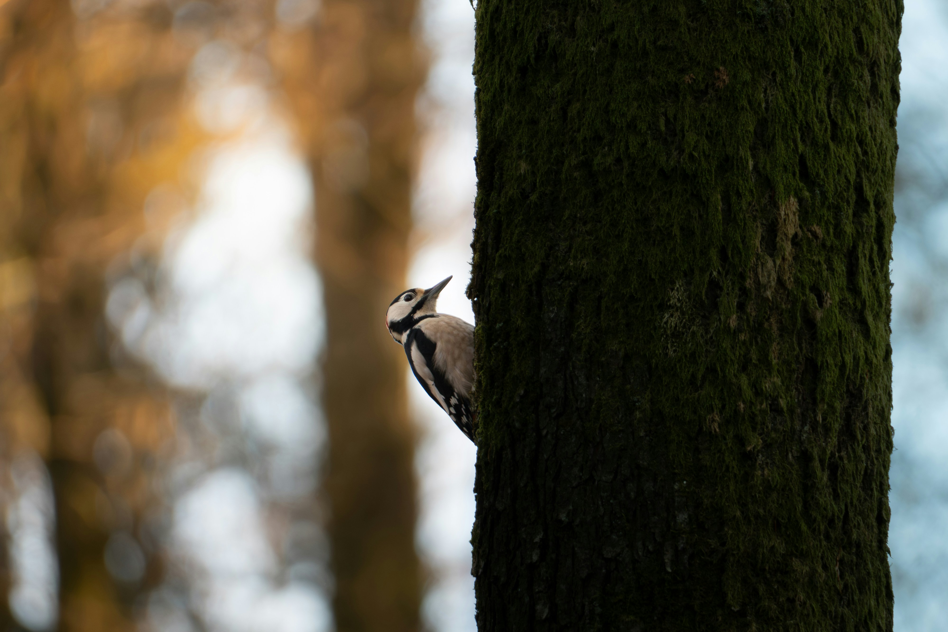 Peck of Quiet: A Woodpecker Peers from the Tree