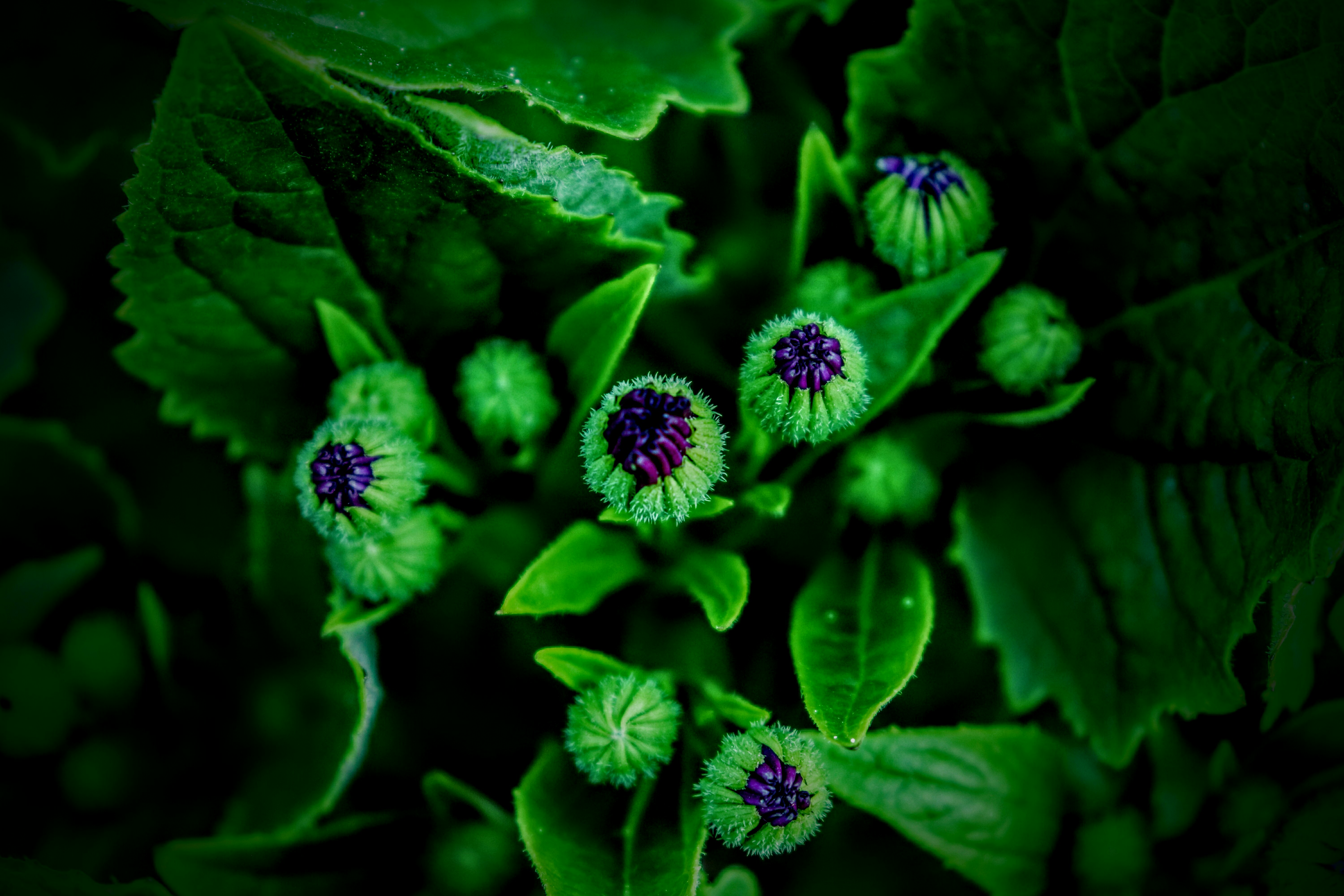 Emerald Bloom: Purple-centered Buds Amid Dark Green Veil