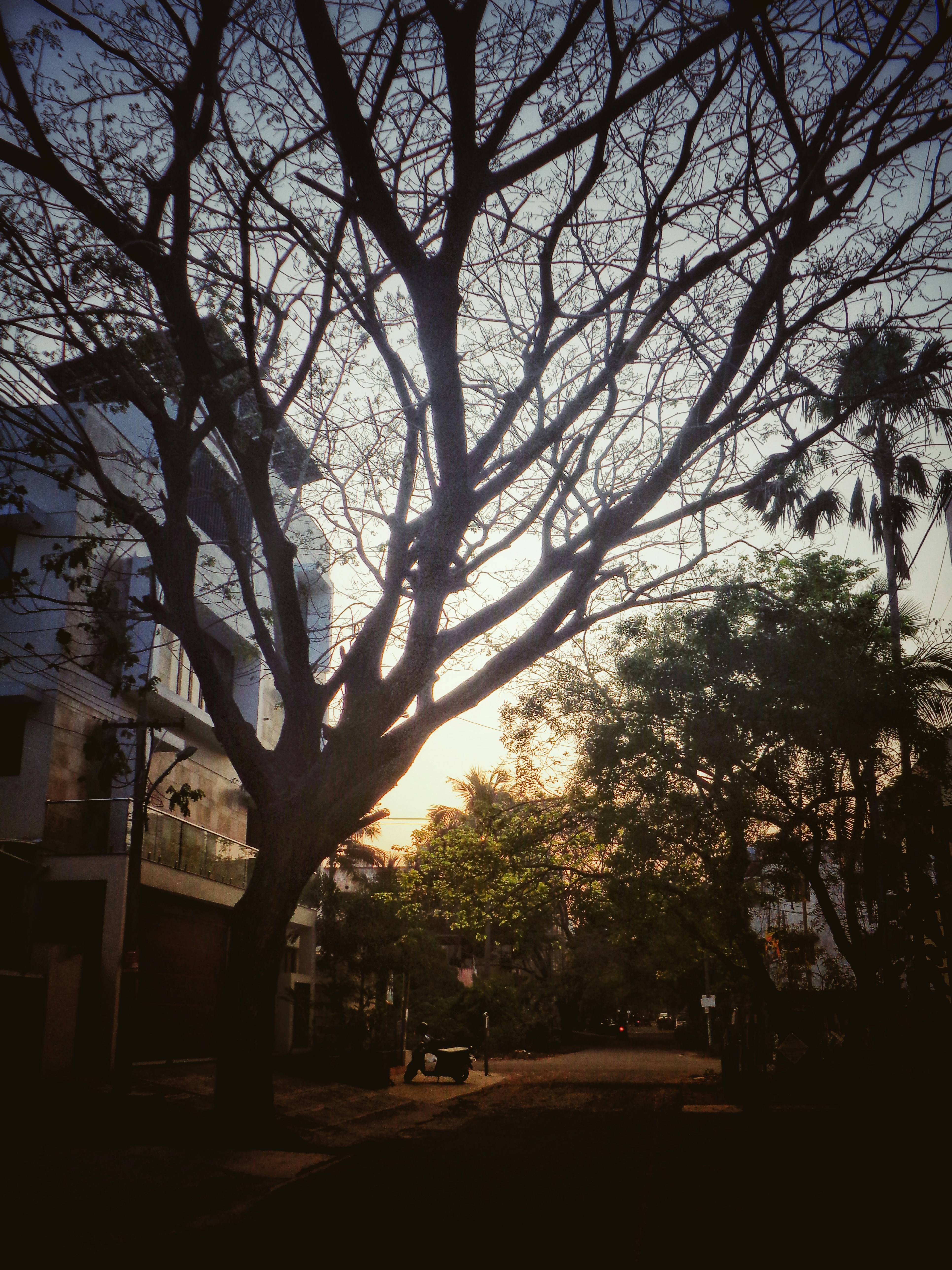 Bare tree branches against a dusky sky