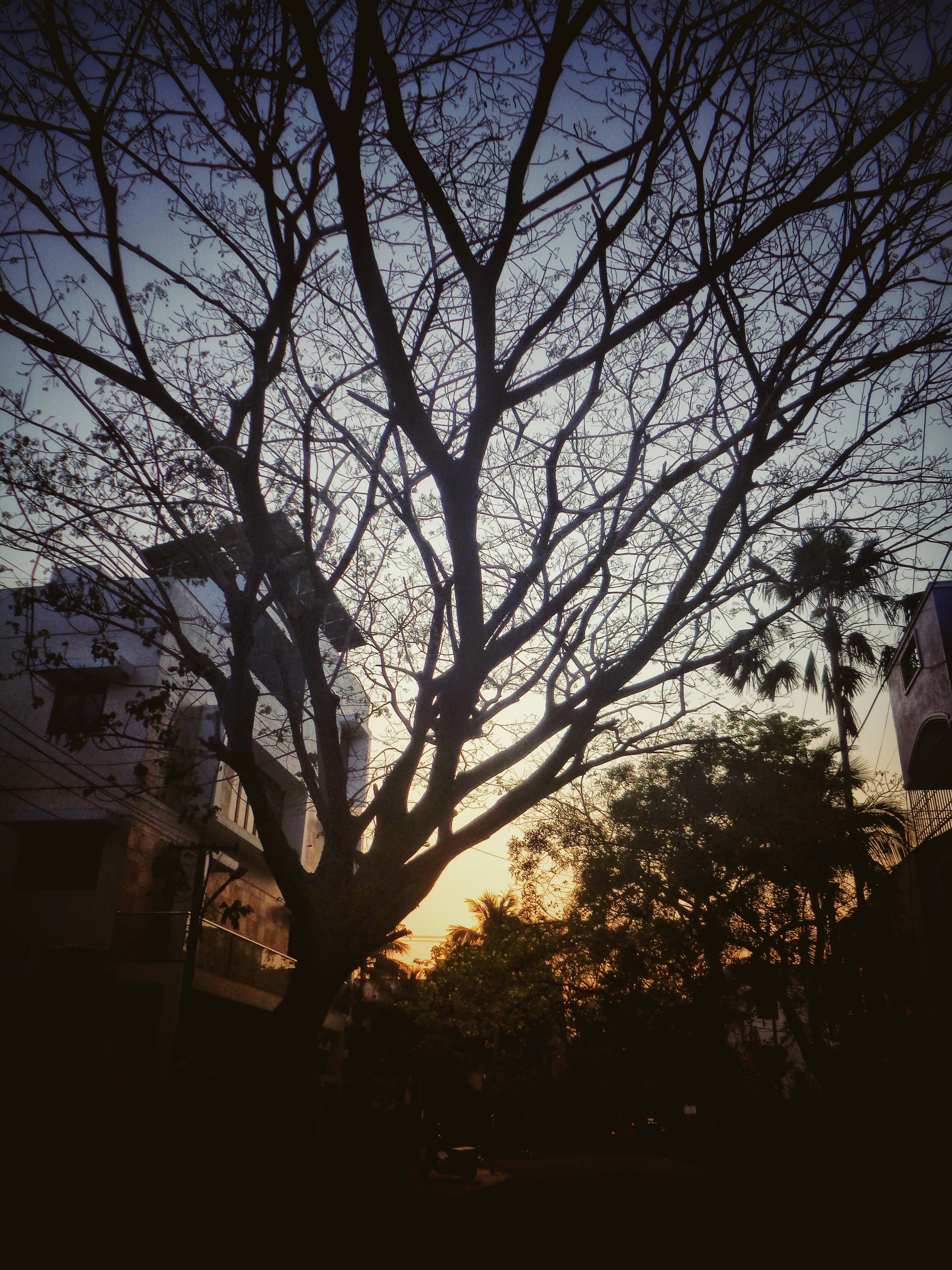 Silhouette of a bare tree against a sunset sky.