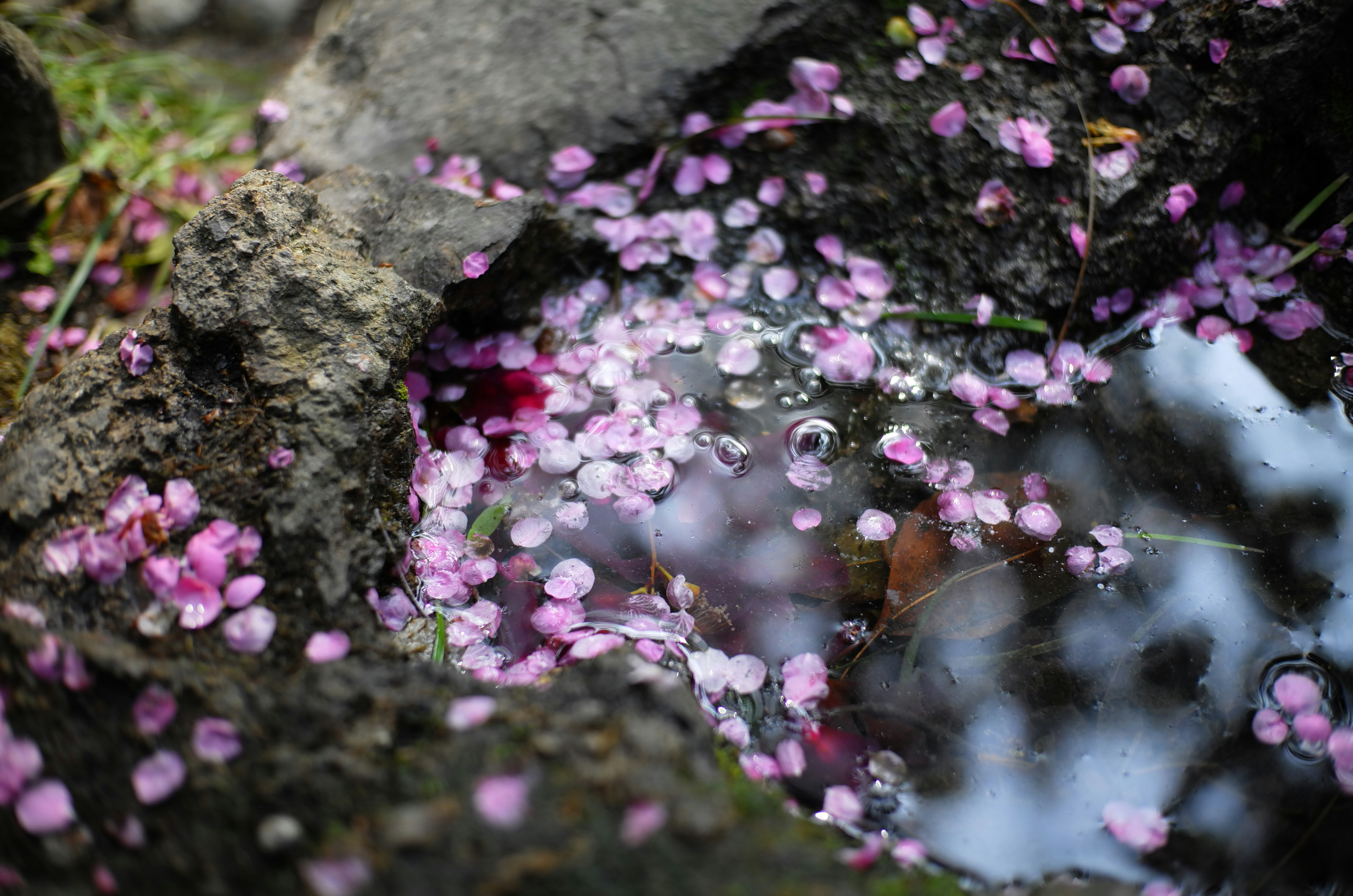 Petals in a Quiet Pool: A Fragmented Spring Moment