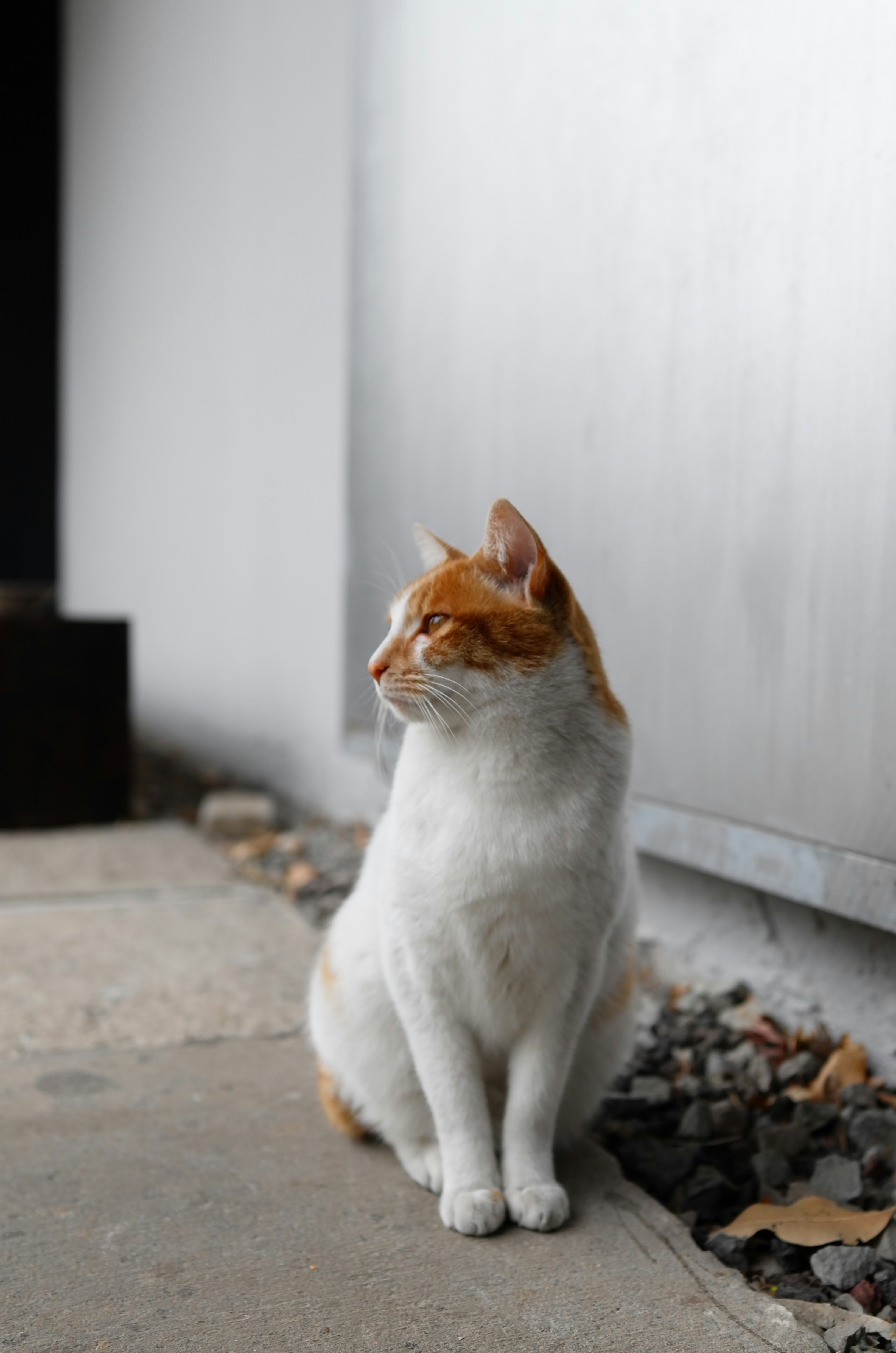 A white and orange cat sits on a concrete path.