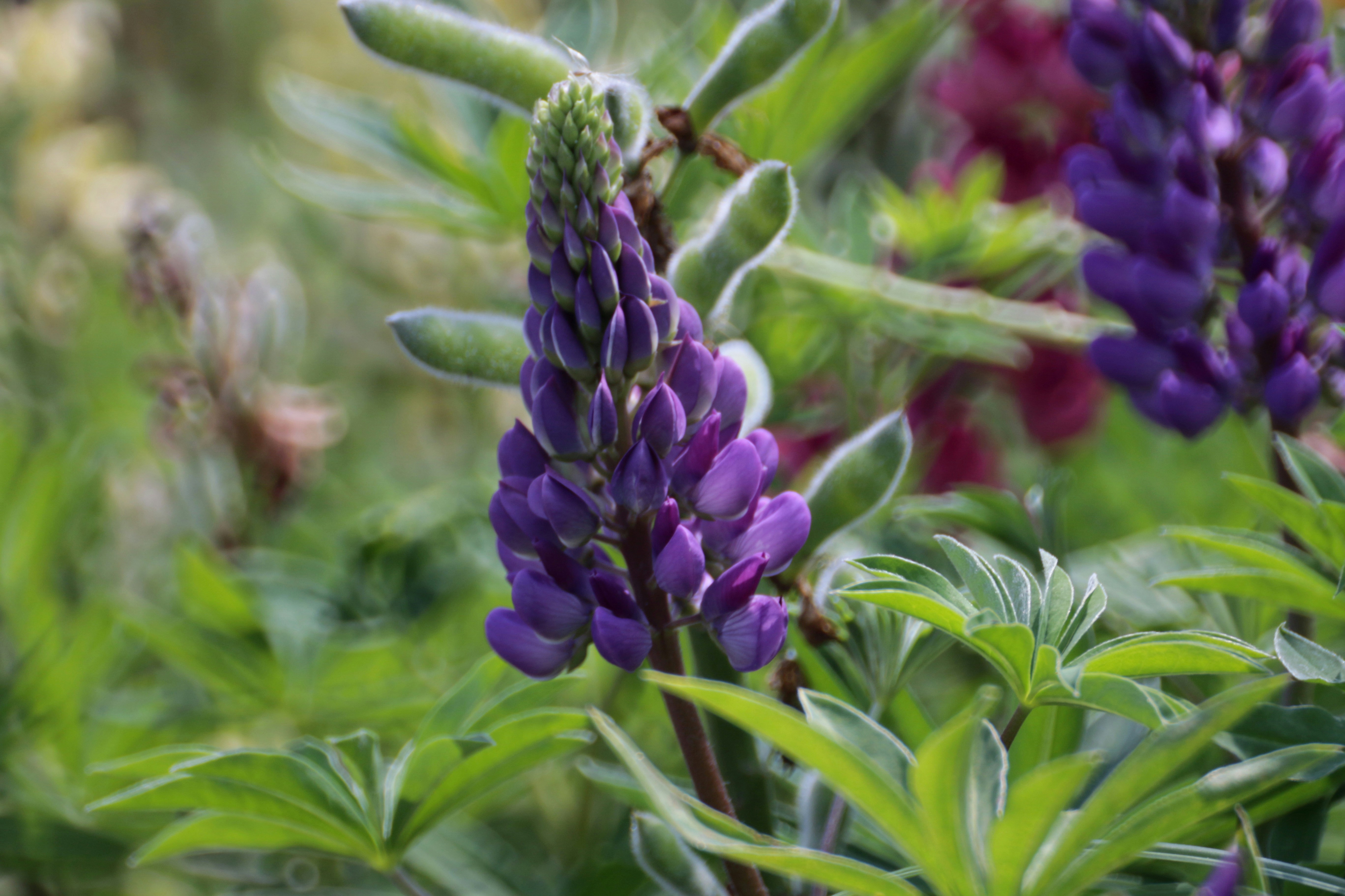 Lavender Spike in a Sea of Green