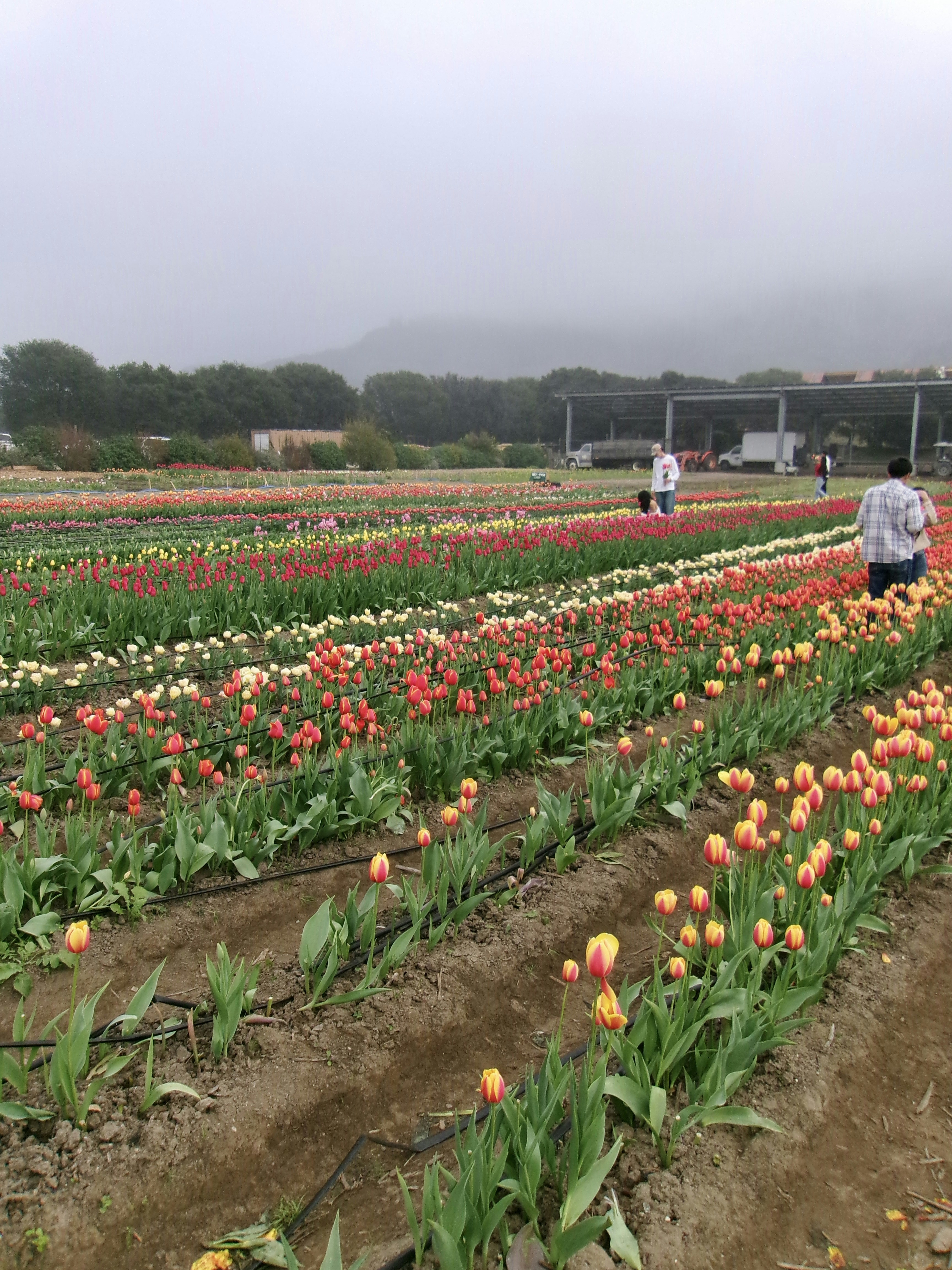 KODAK Digital Still Camera