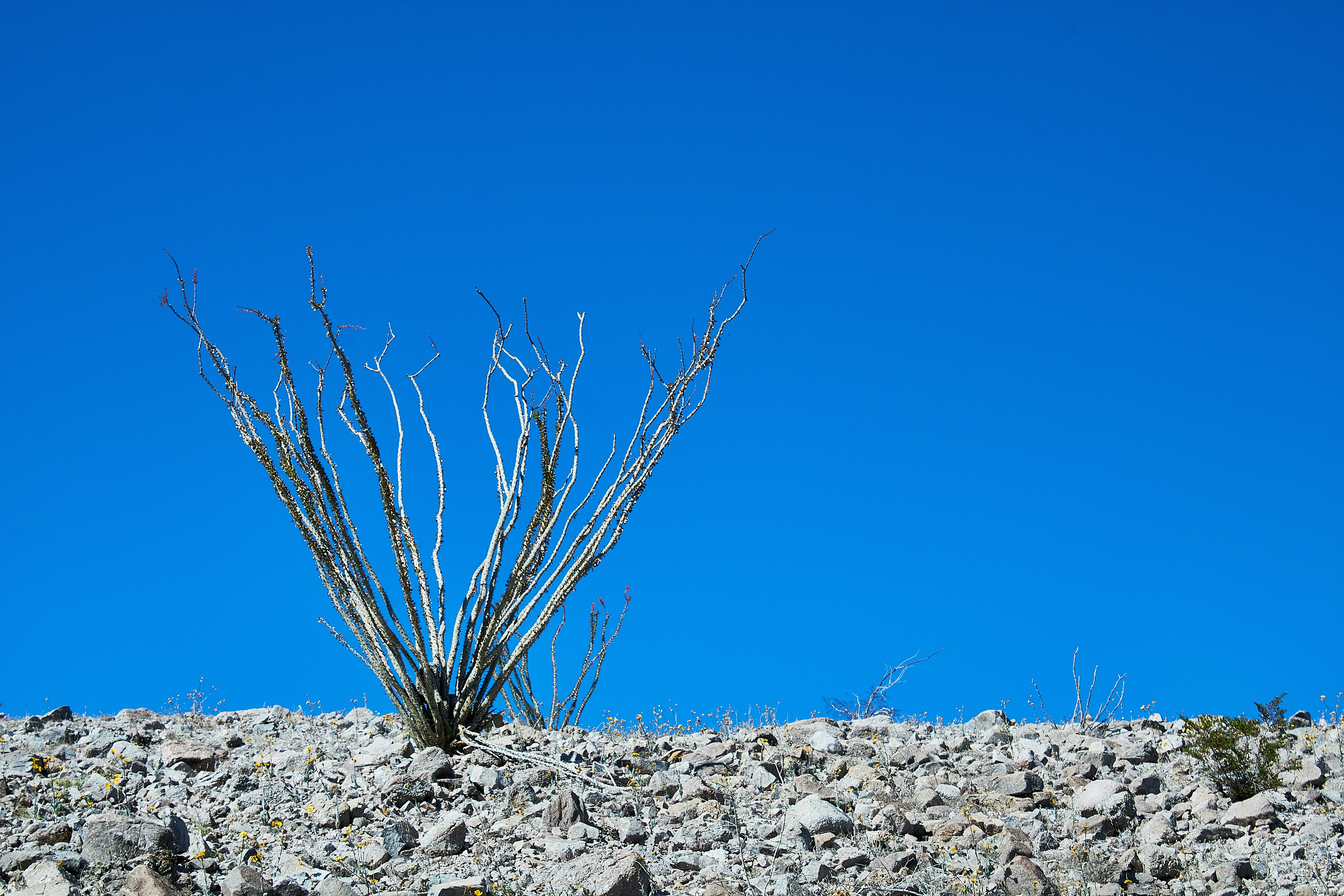Arid Sentinel: A Lone Desert Scrub Reaching Toward the Blue