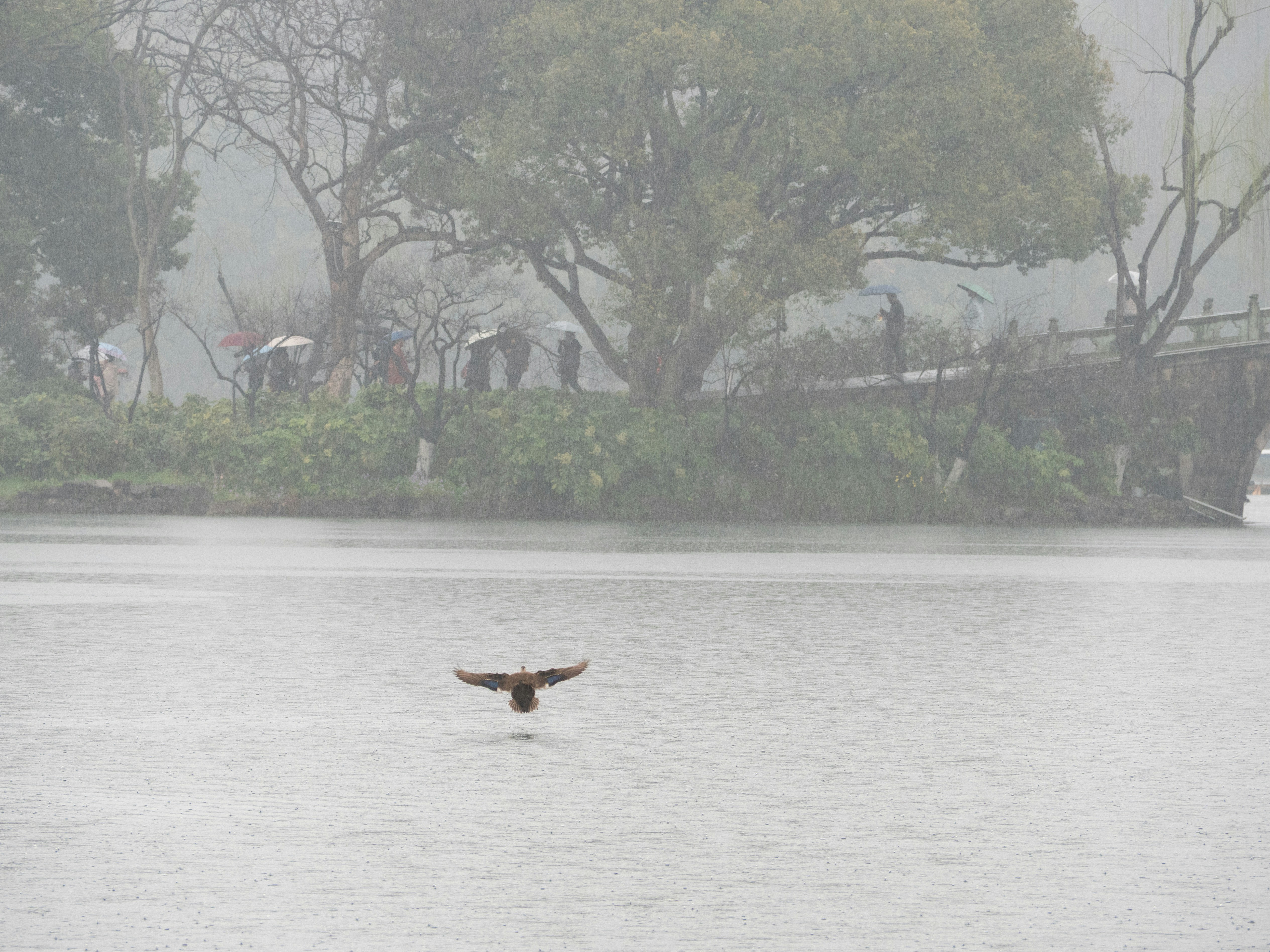 Low-Flying Glide: A lone bird breaks the gray mist over a calm river