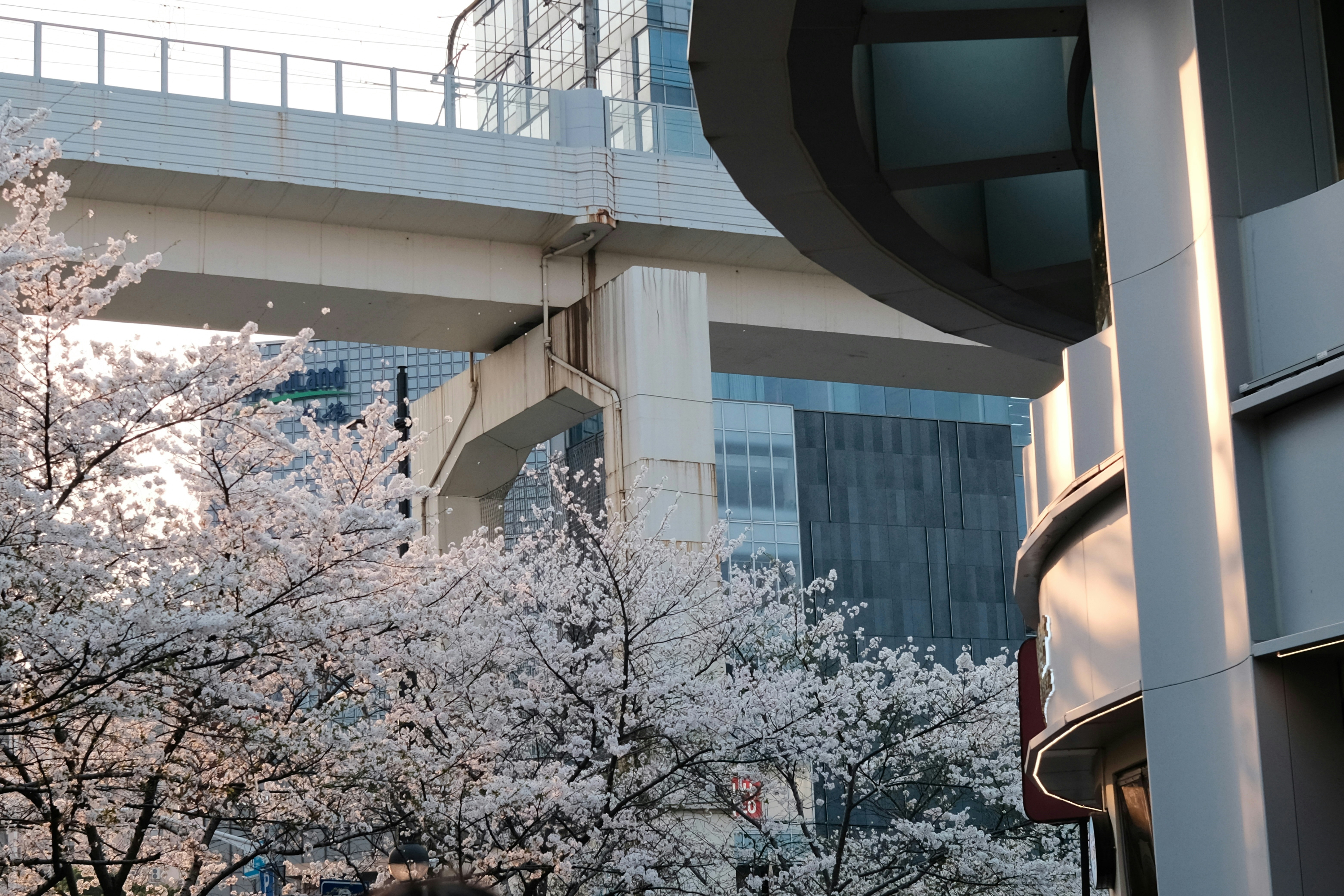 Cherry Blossom Echo Beneath Urban Bridges