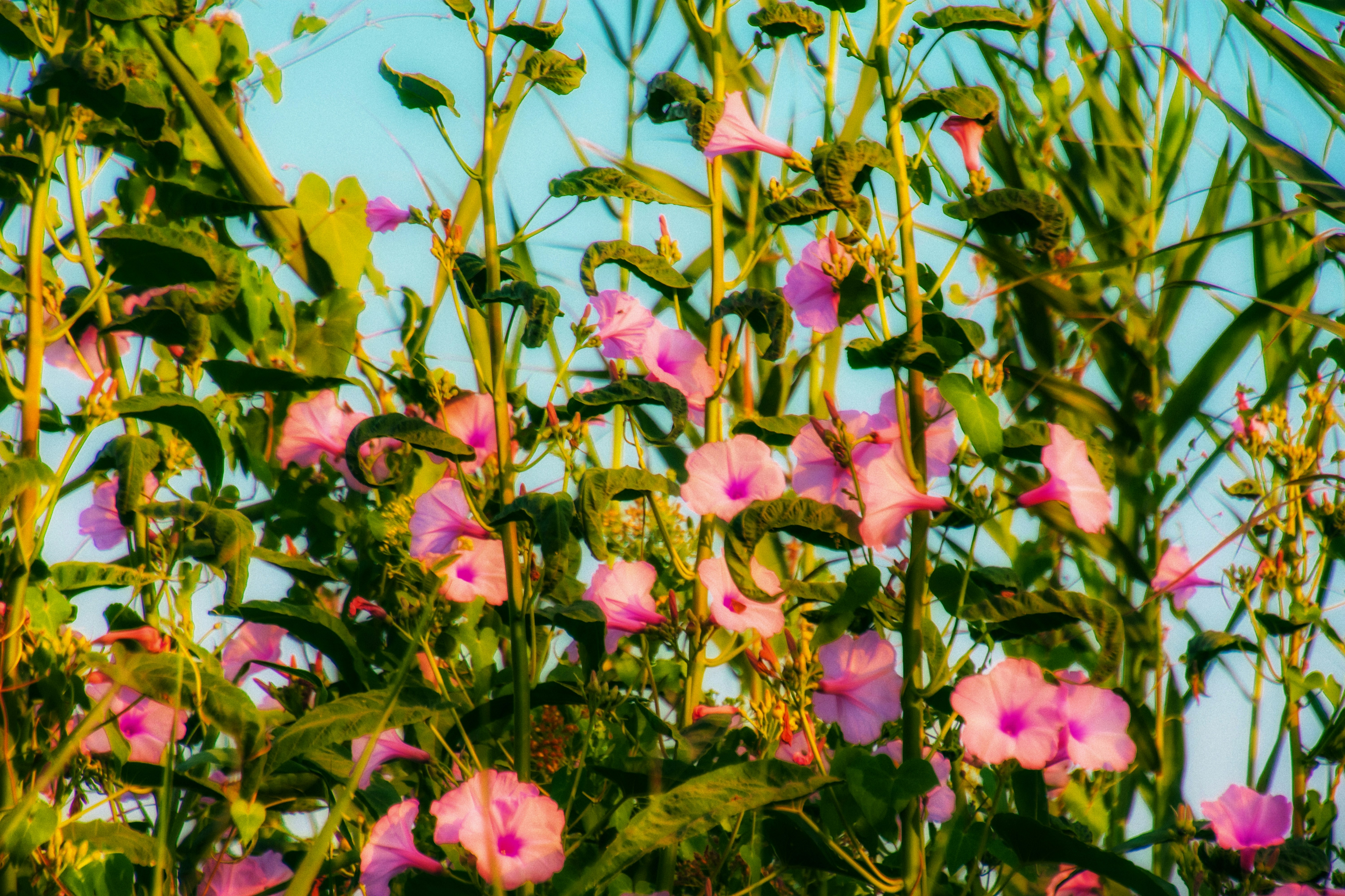 Pink Morning Bloomers: Wild Flowers Burst into Sunlit Color