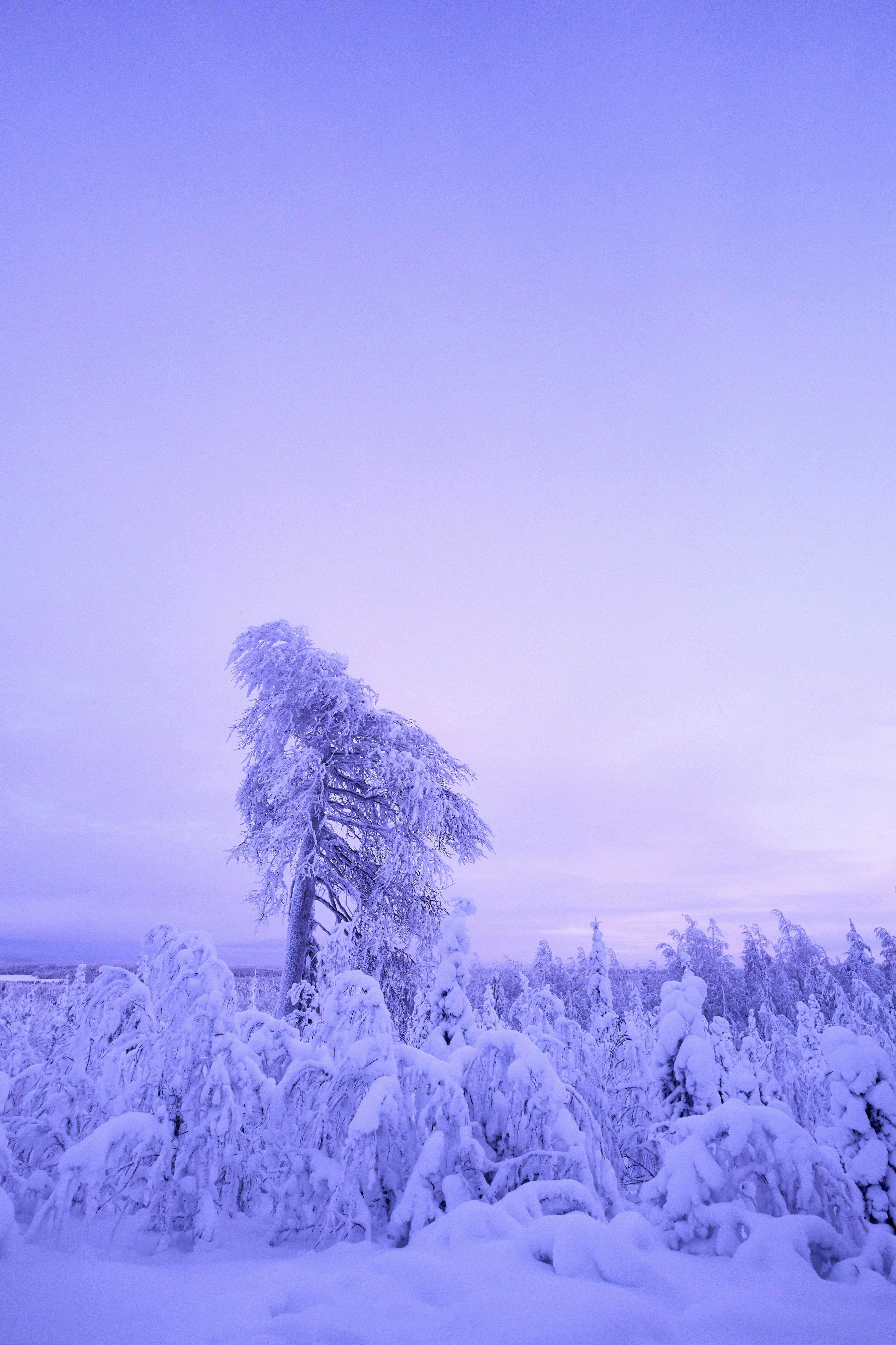 Emerald Winter Skyline: A Lone Frost-Covered Pine Reaches Toward the Pale Horizon