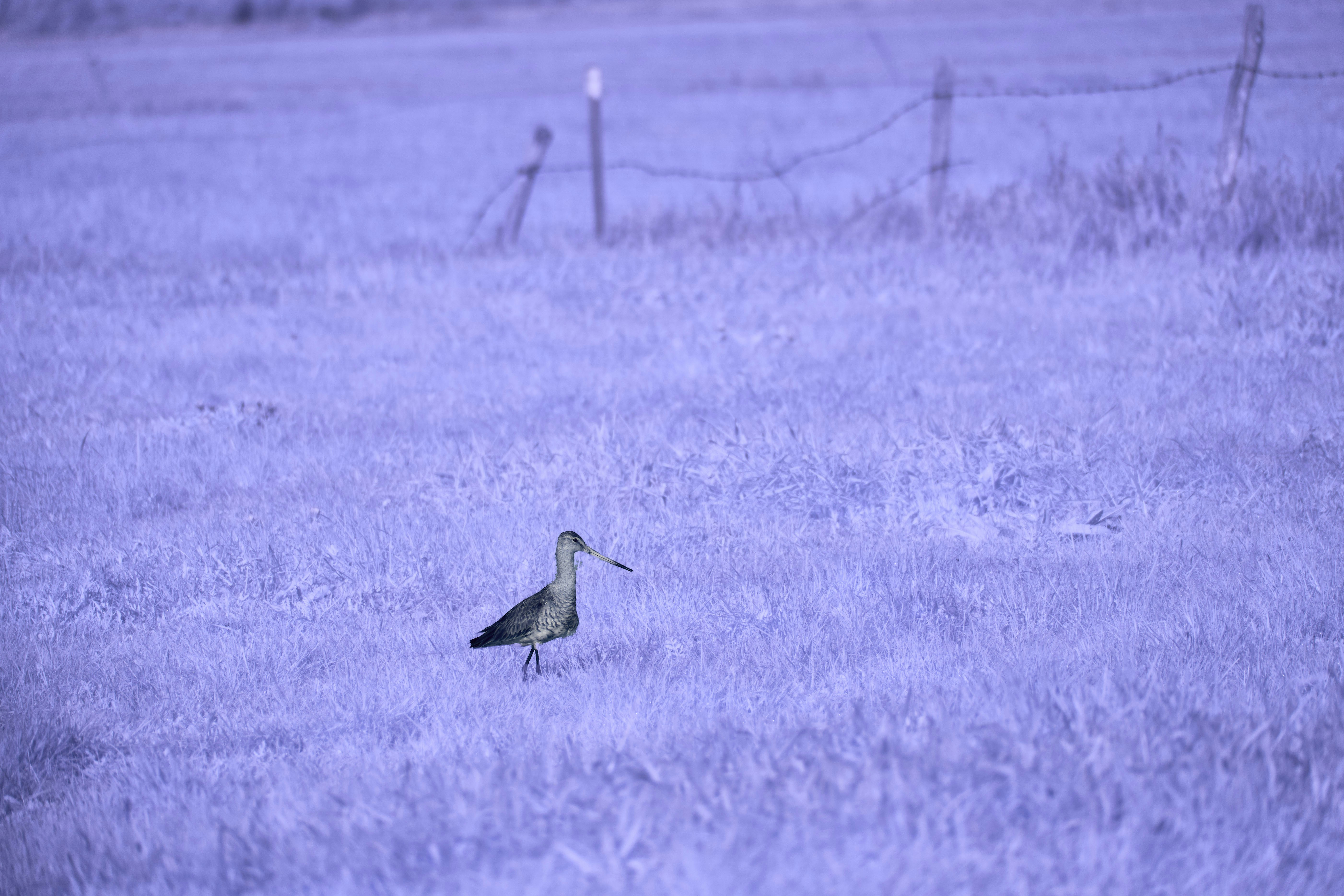 A lone wader in a lavender-tinted field under a quiet sky