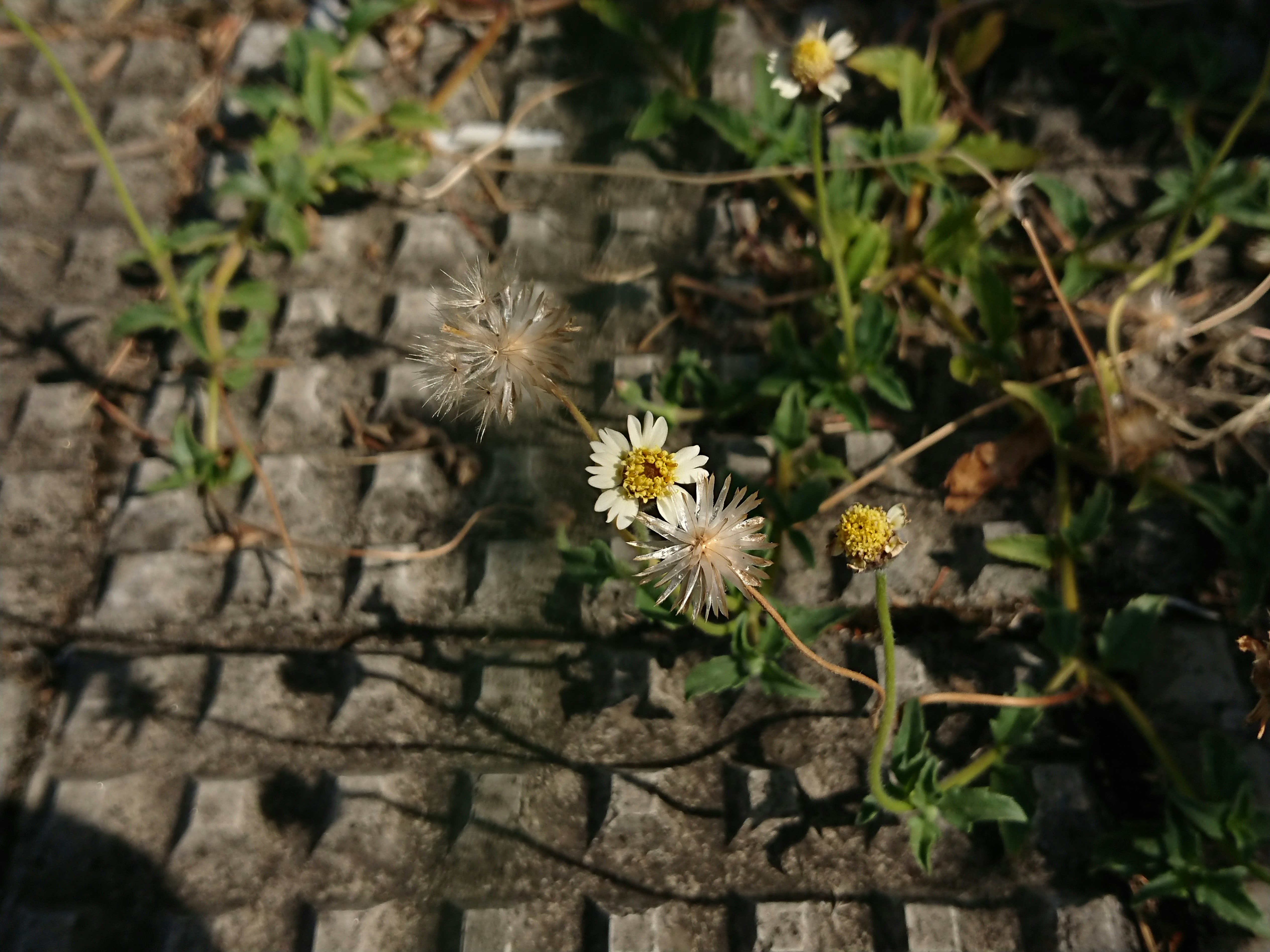 Small white flowers growing through concrete