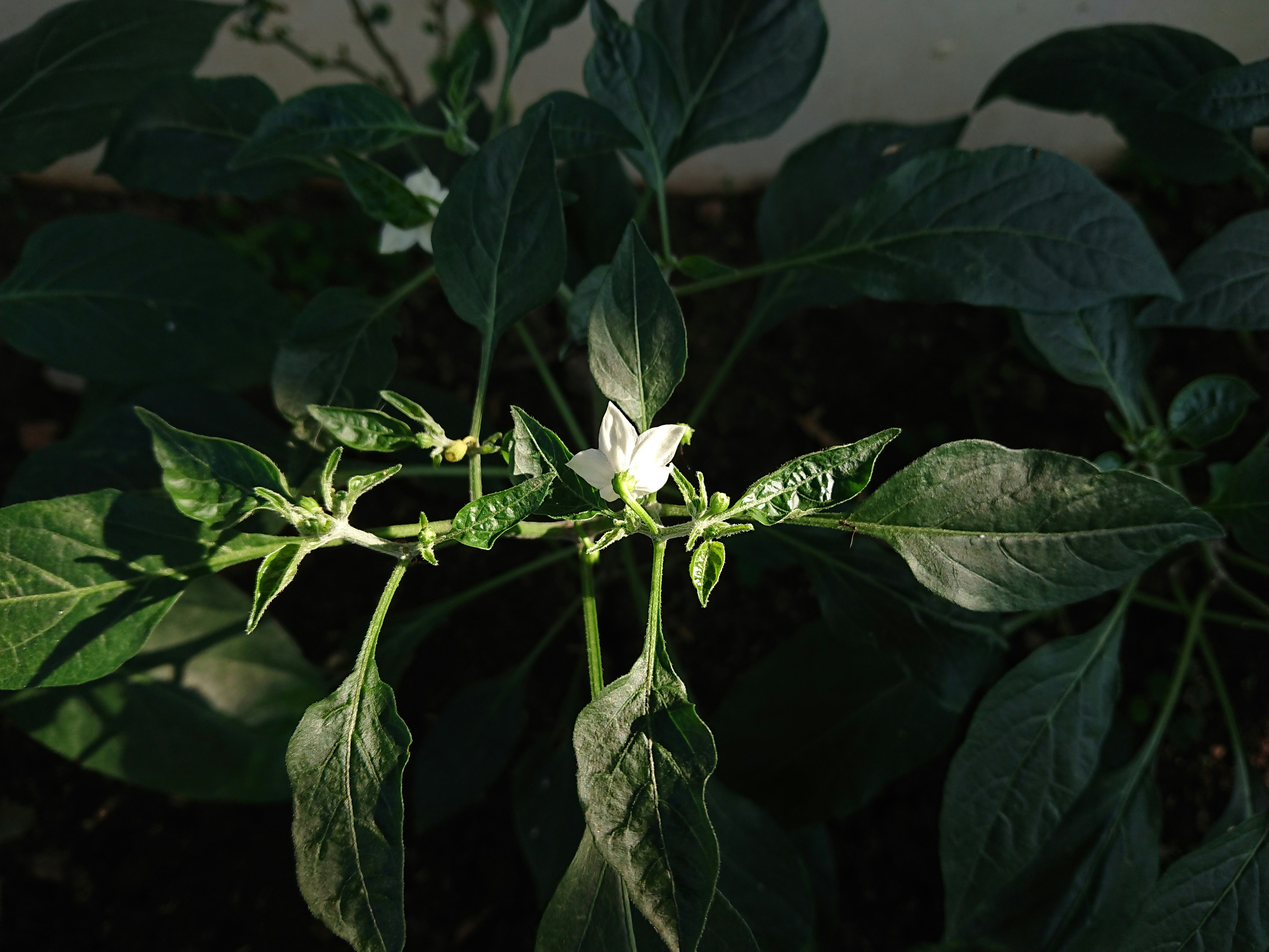 A pepper plant with small white flowers blooming.