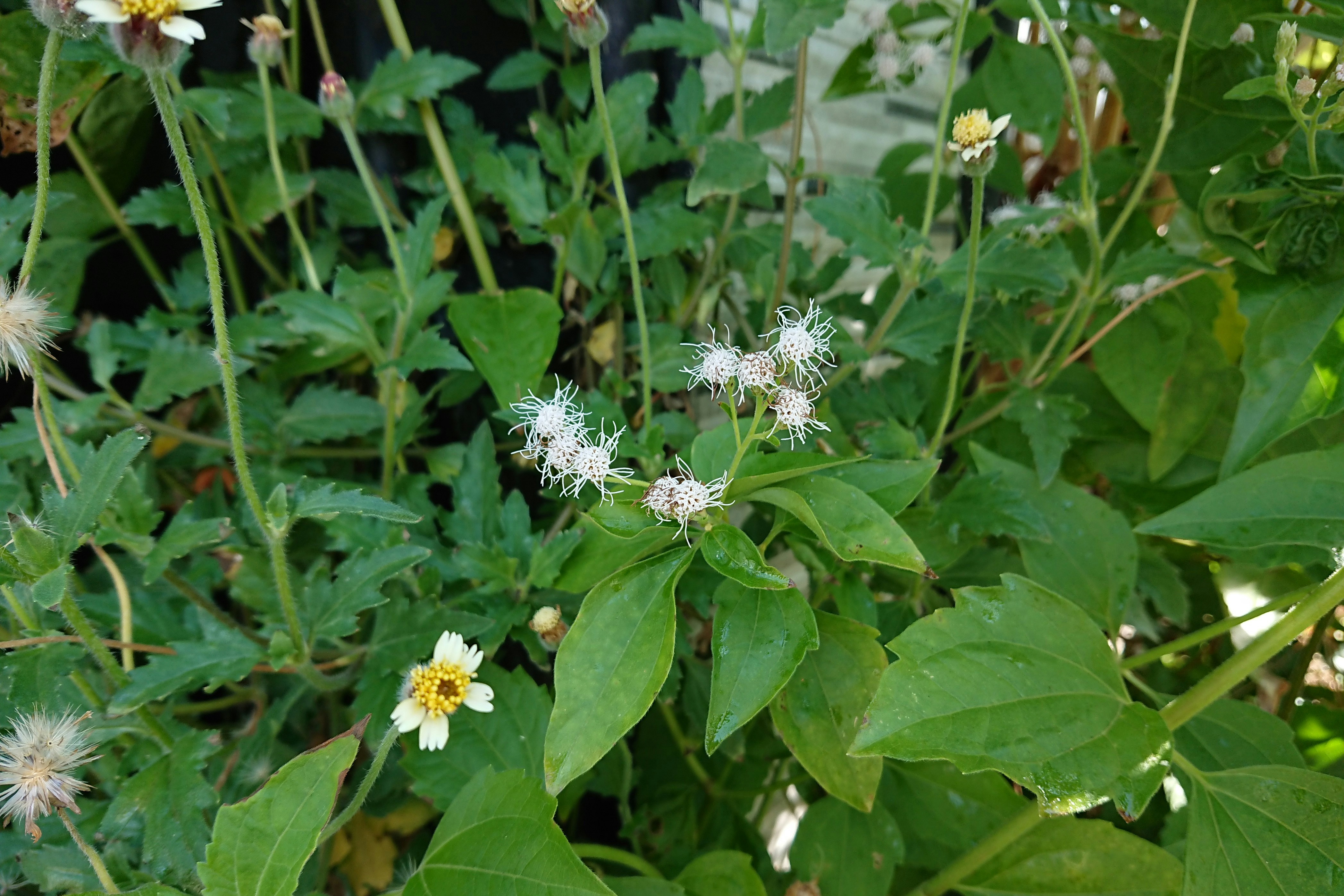 Small white wildflowers bloom among green leaves.