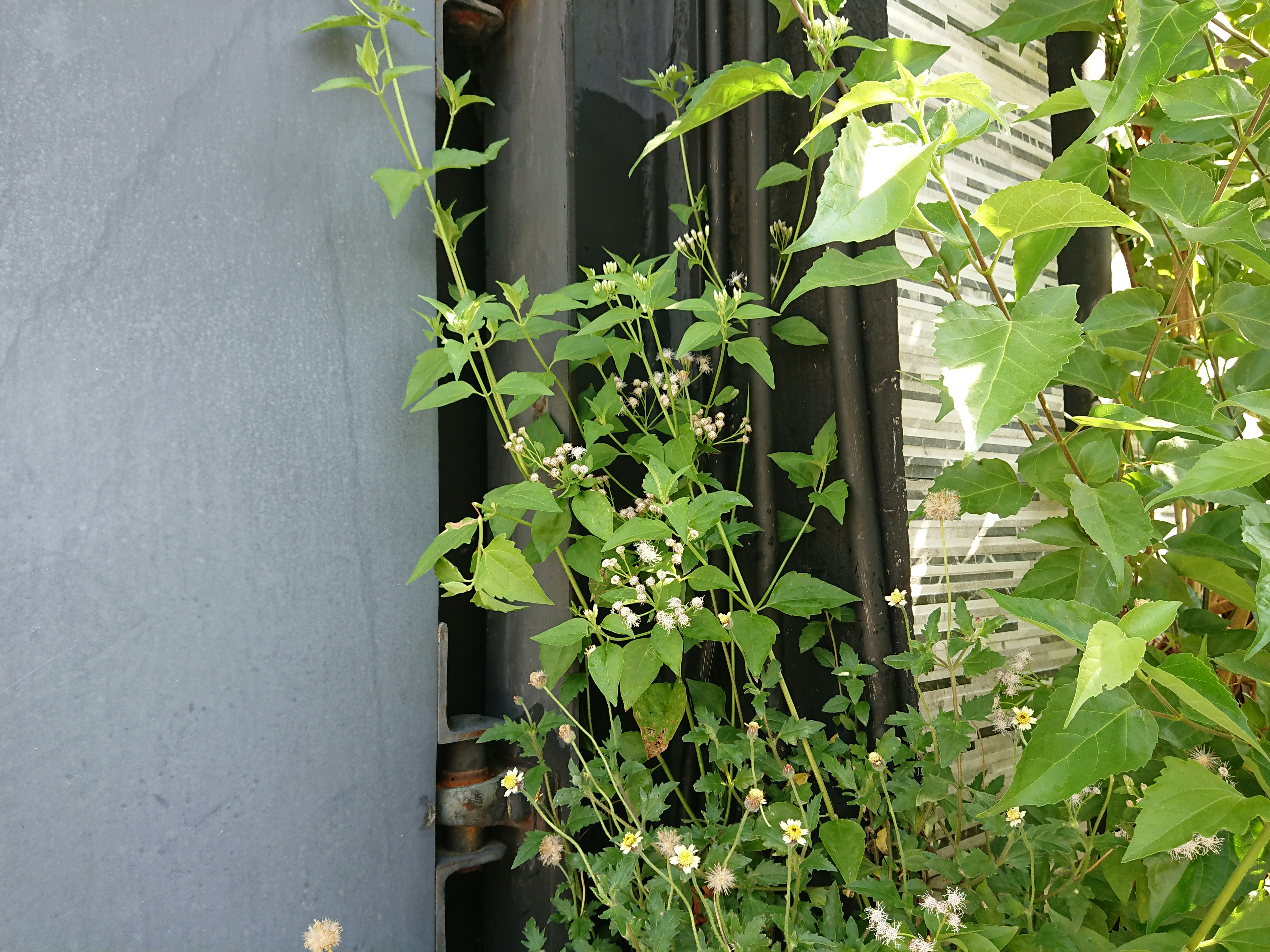 Green leafy plants with small white flowers grow