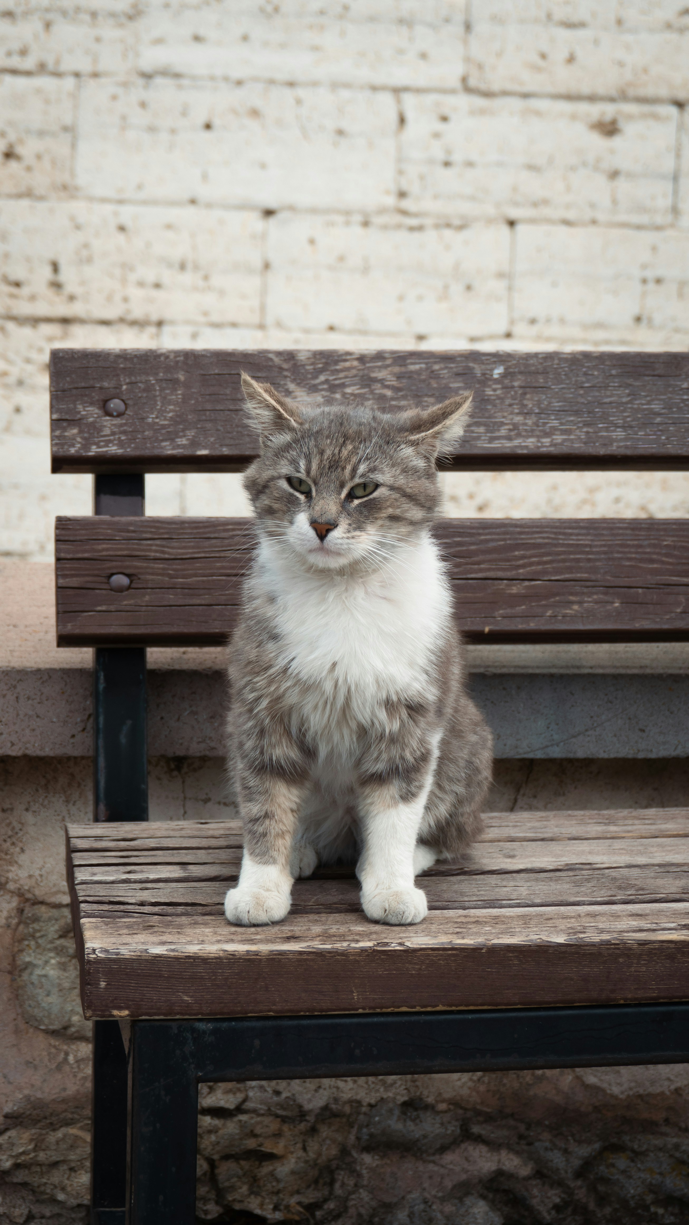 Serene Cat on Weathered Bench Amid Quiet Wall