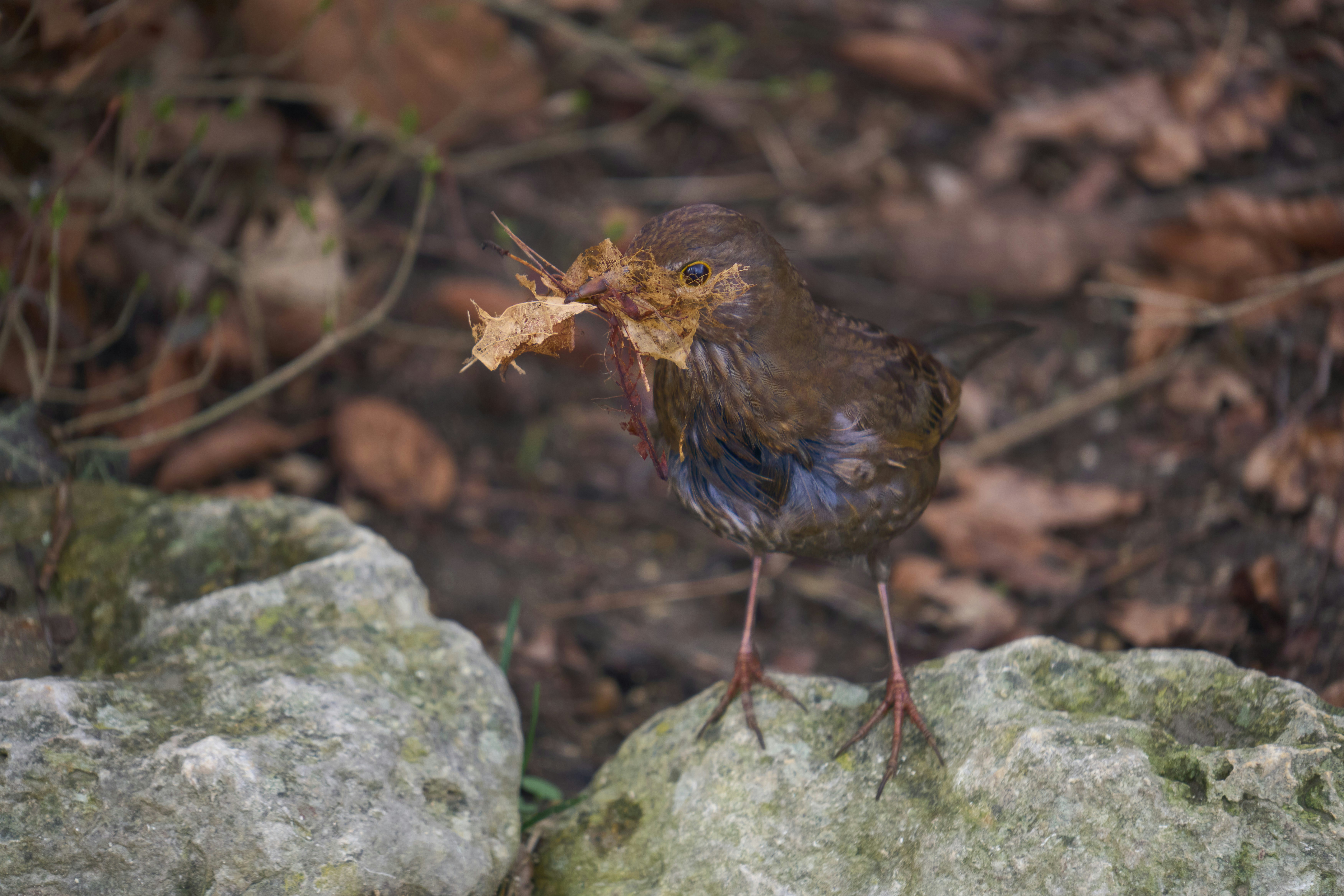 Crossing in the Leaf-brown: A Warbler with a Partial Snack