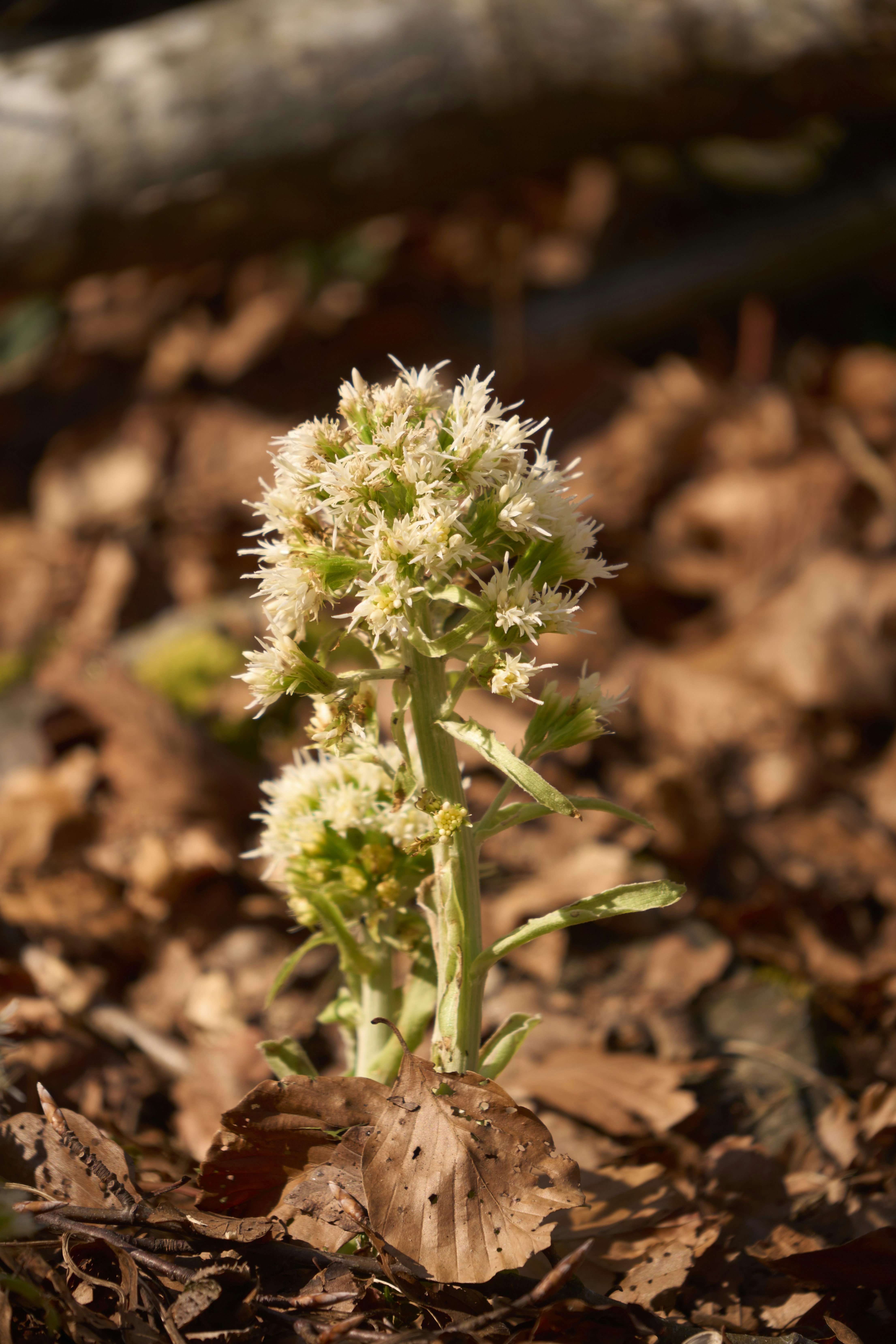 Floral Spike Rising from a Bed of Autumn Leaves