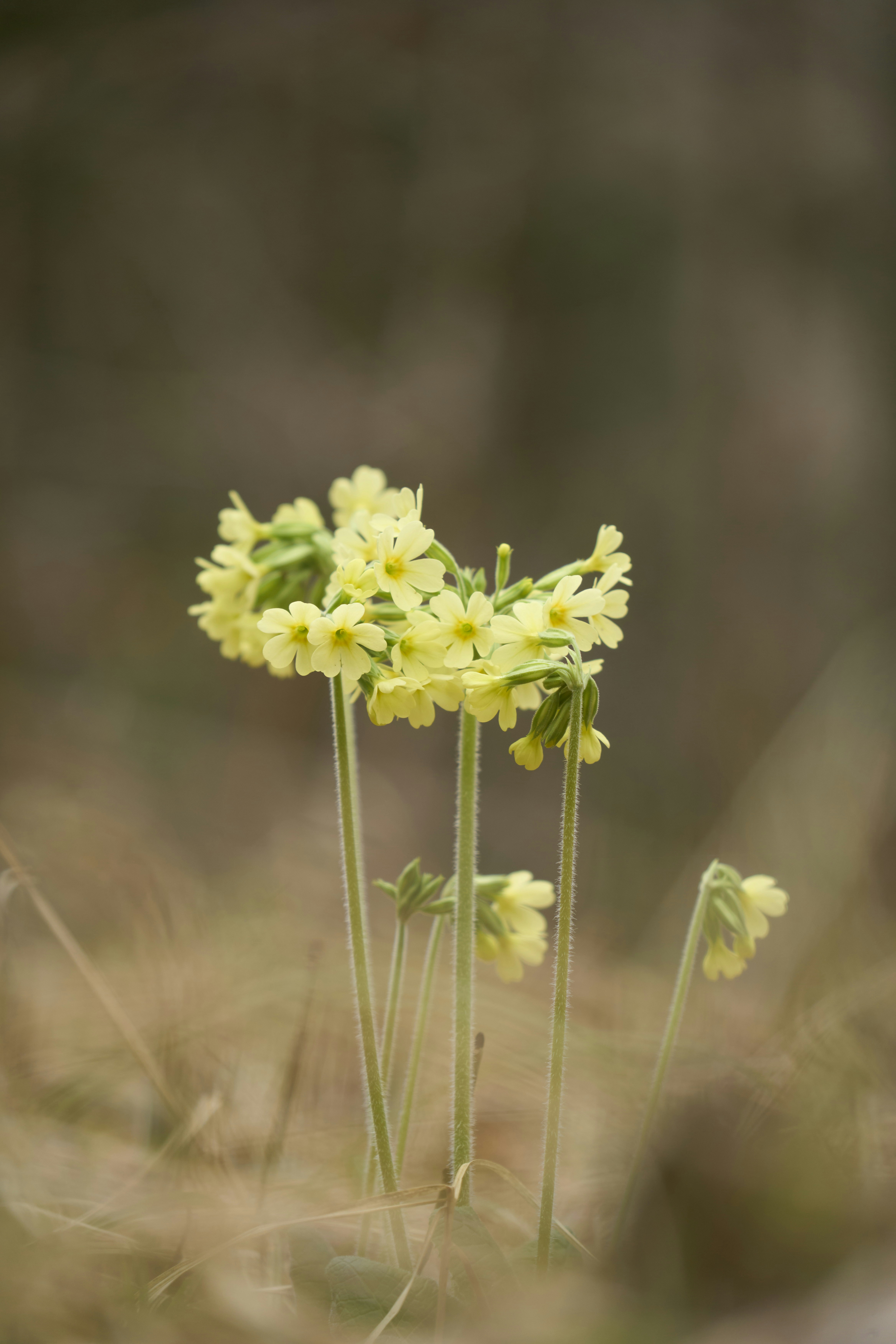 Primrose Stand: Soft Yellow Bloom Against a Blurred Field