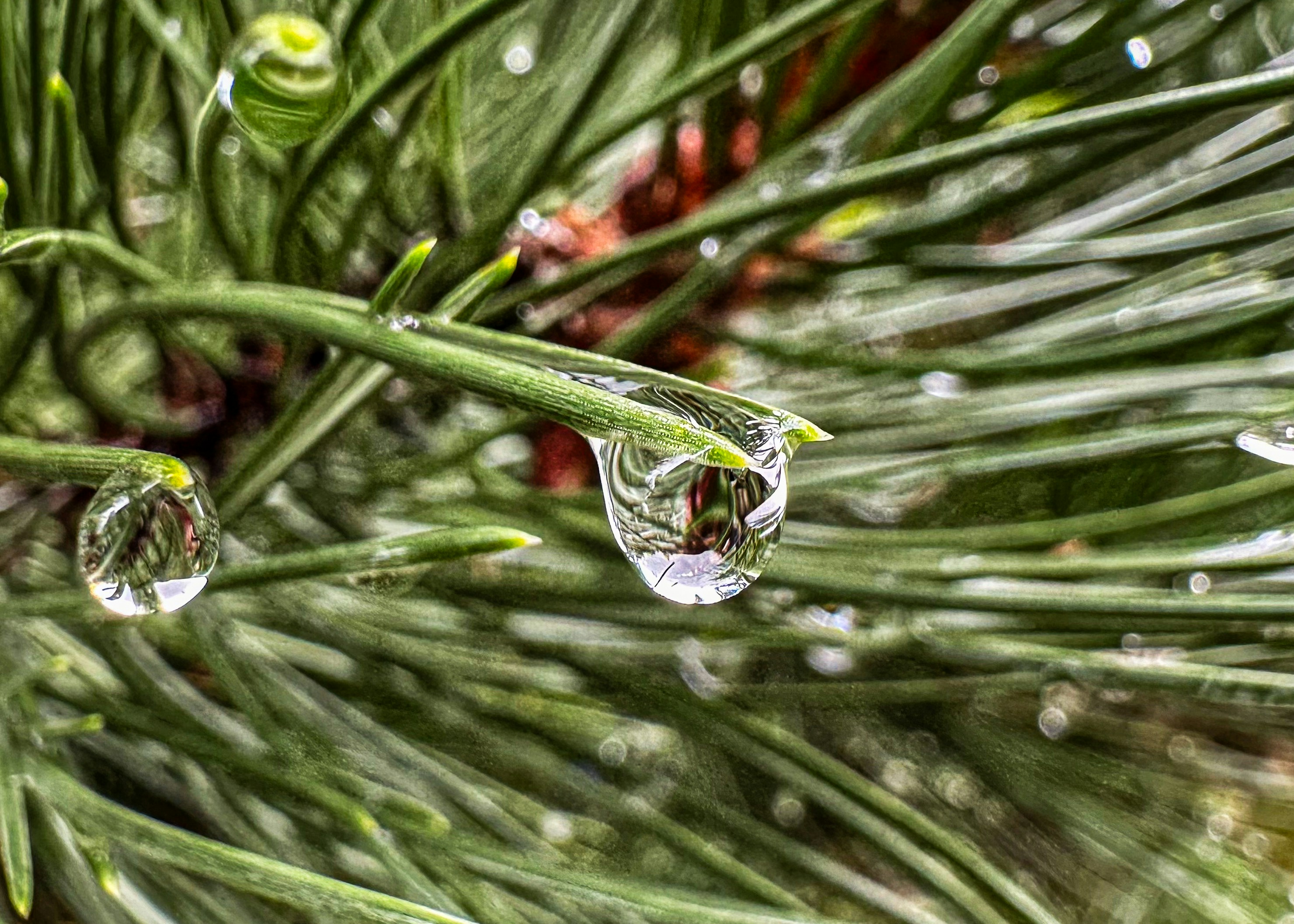 Dew-Crowned Needles: A Macro Close on a Droplet-Streaked Pine