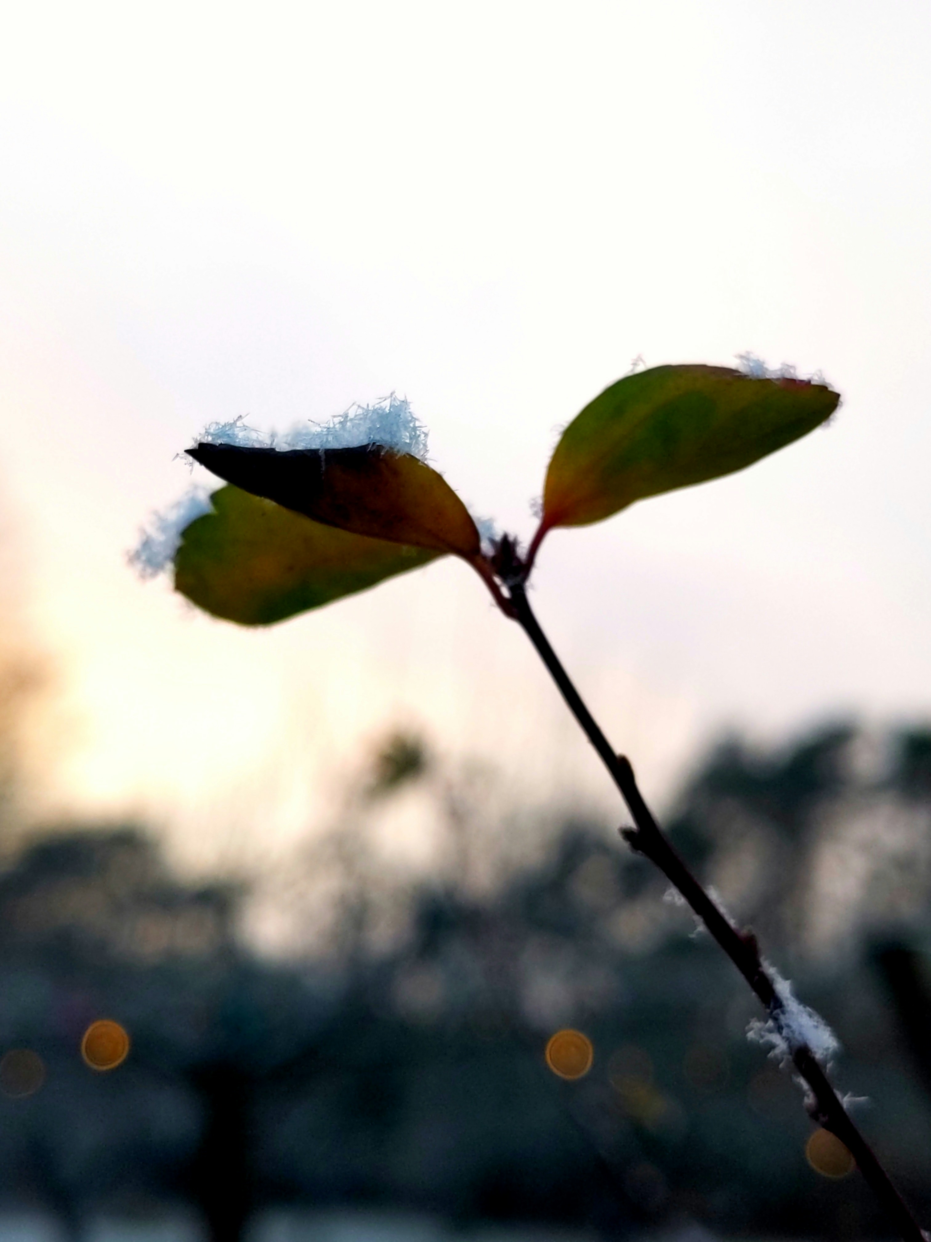 Snow-kissed bud on a thin branch against a softened winter dusk