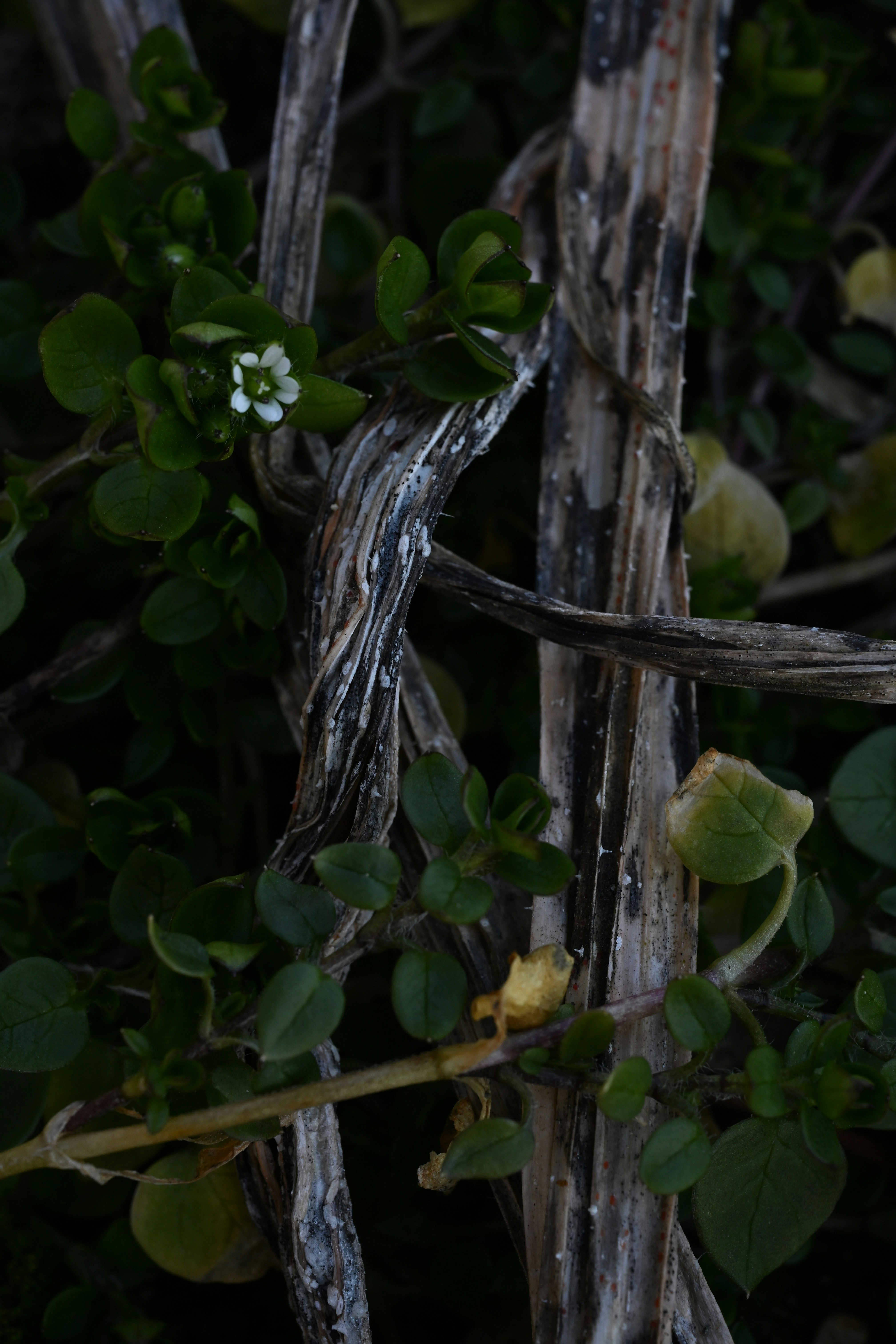 Tangled Life: Green Leaves and Weathered Vines in Low Light