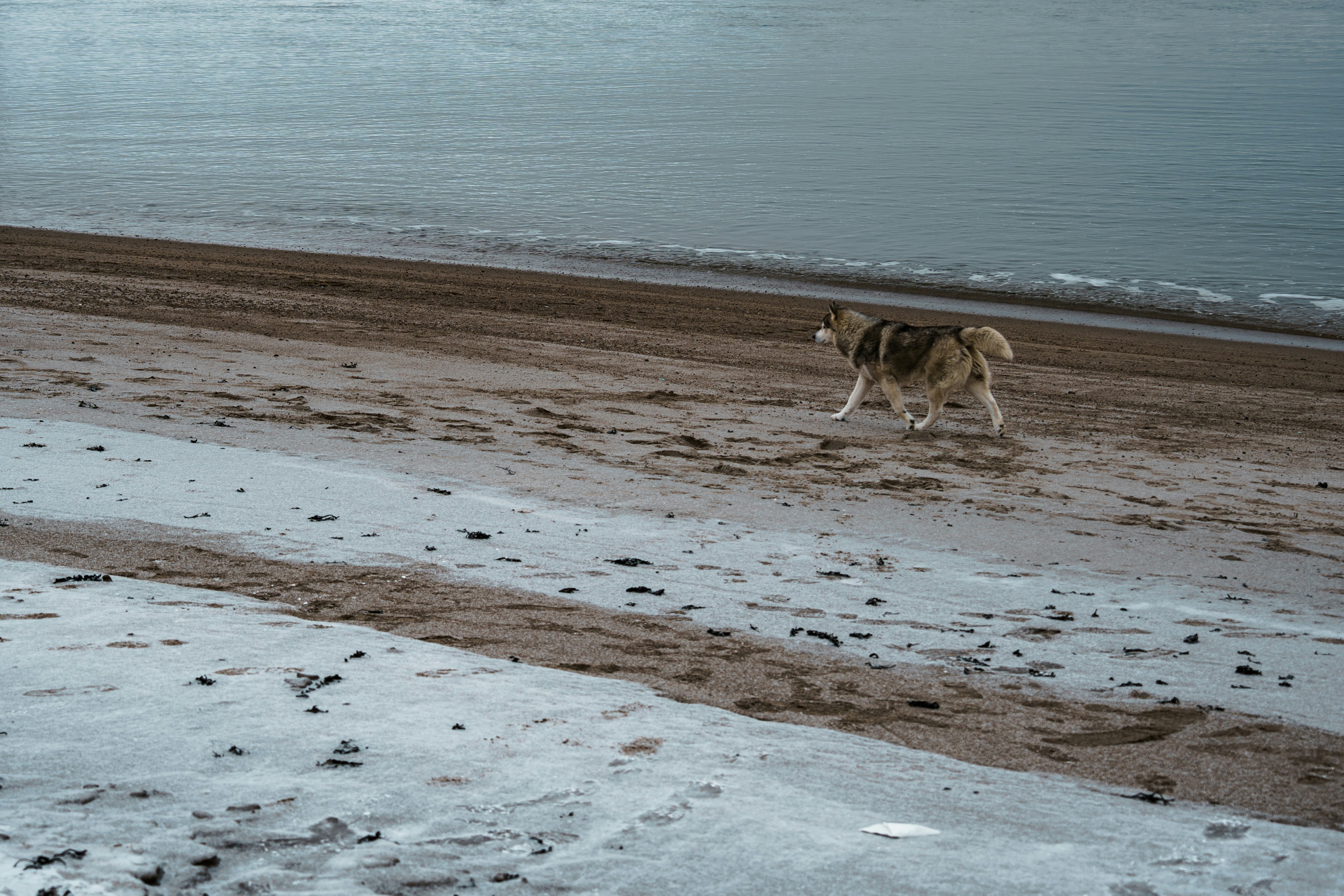 Stray Dog at the Edge of Toned Tide