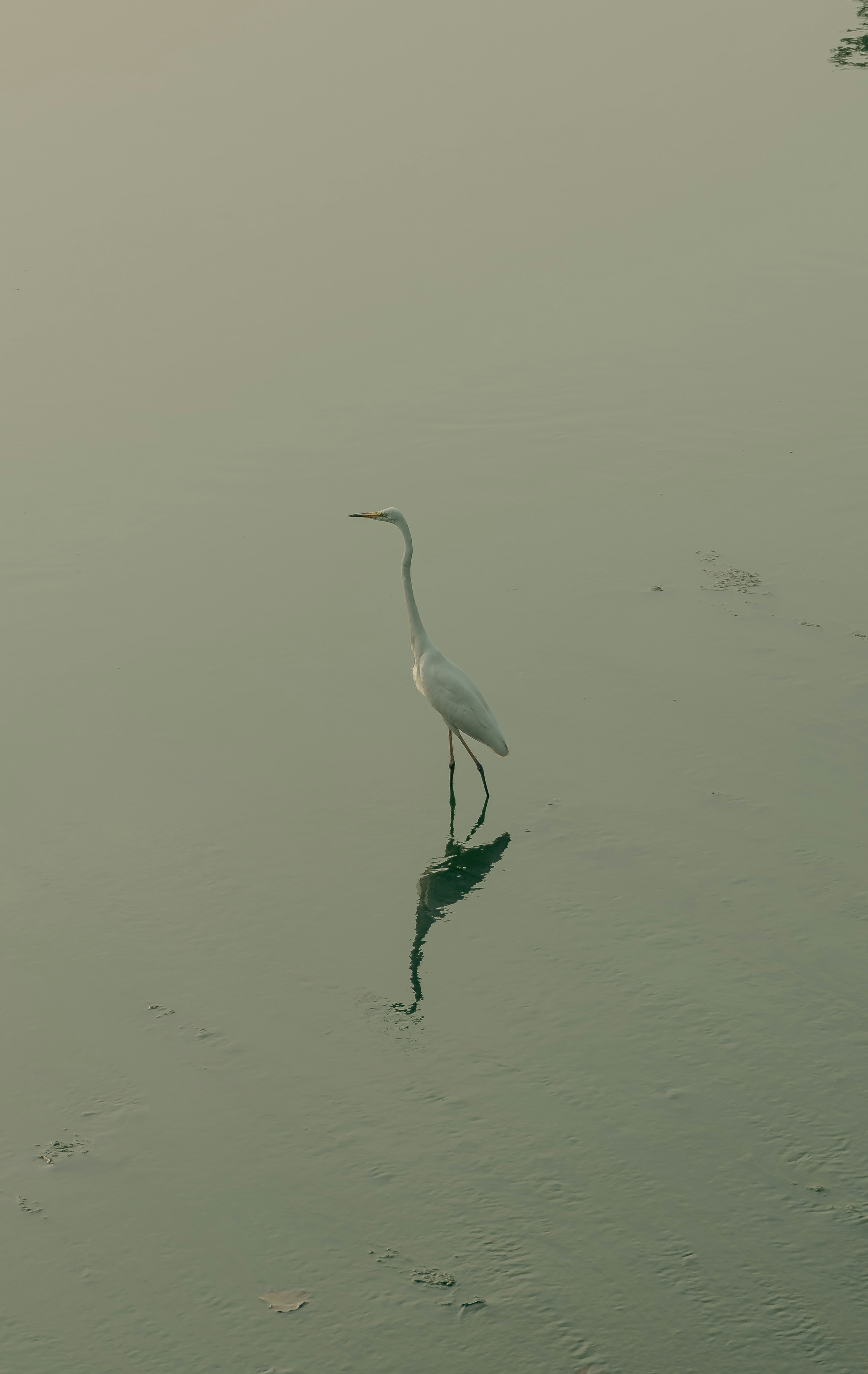 Lonely Heron in Soft Backlit Stillness
