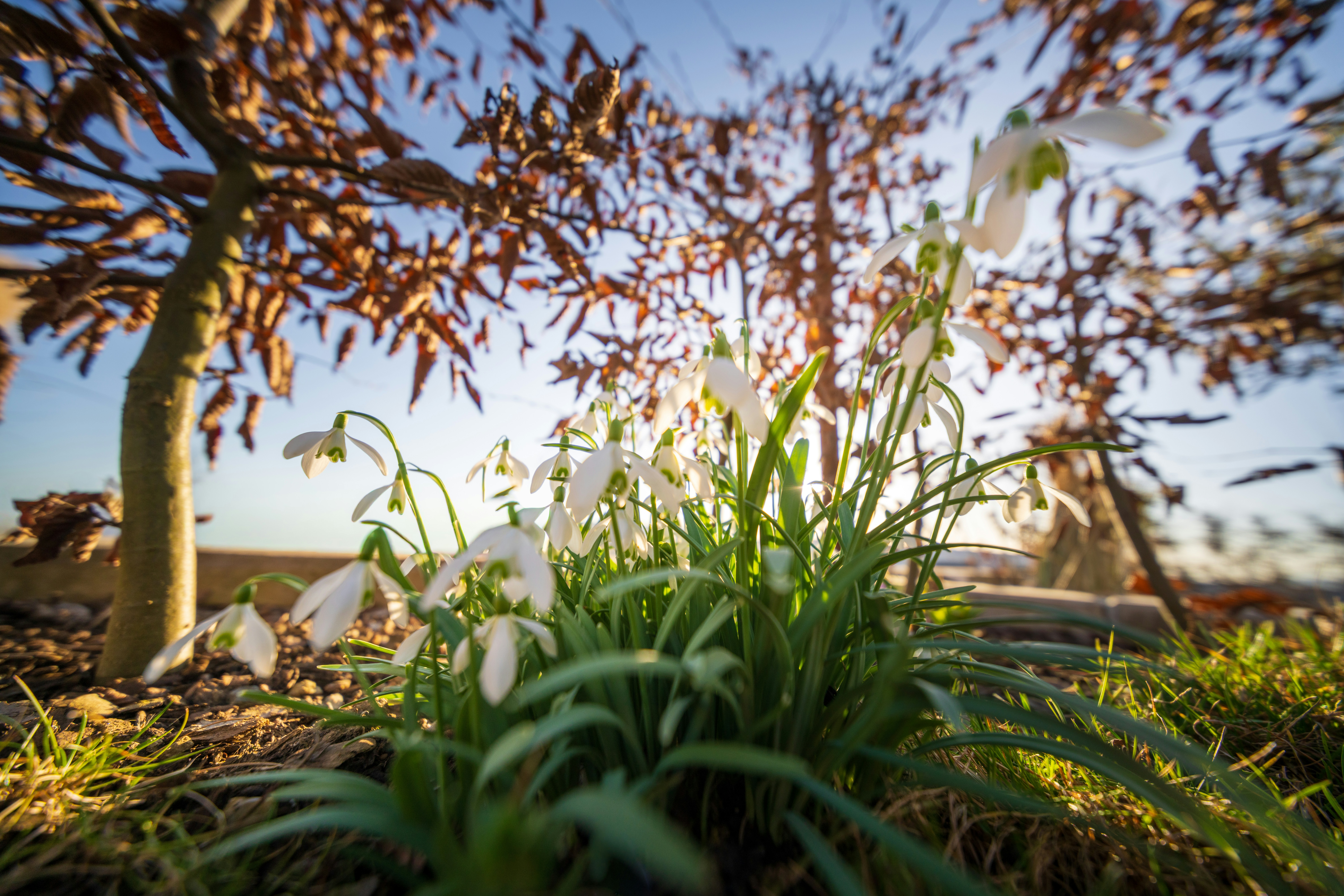 Snowdrops at the Edge of Spring: A Low Perspective Before Dusk