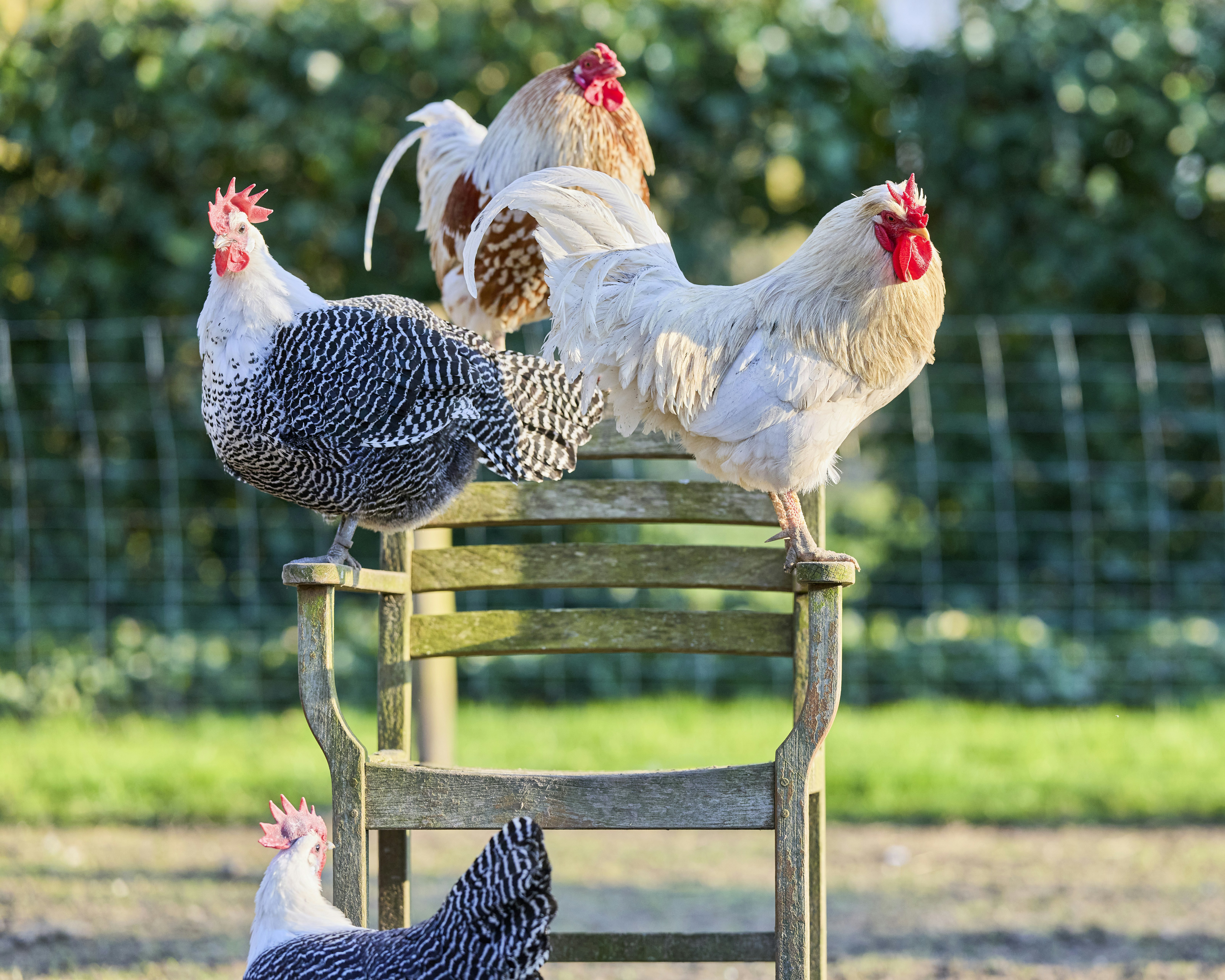 Triad of White Roosters Guarding a Rustic Perch